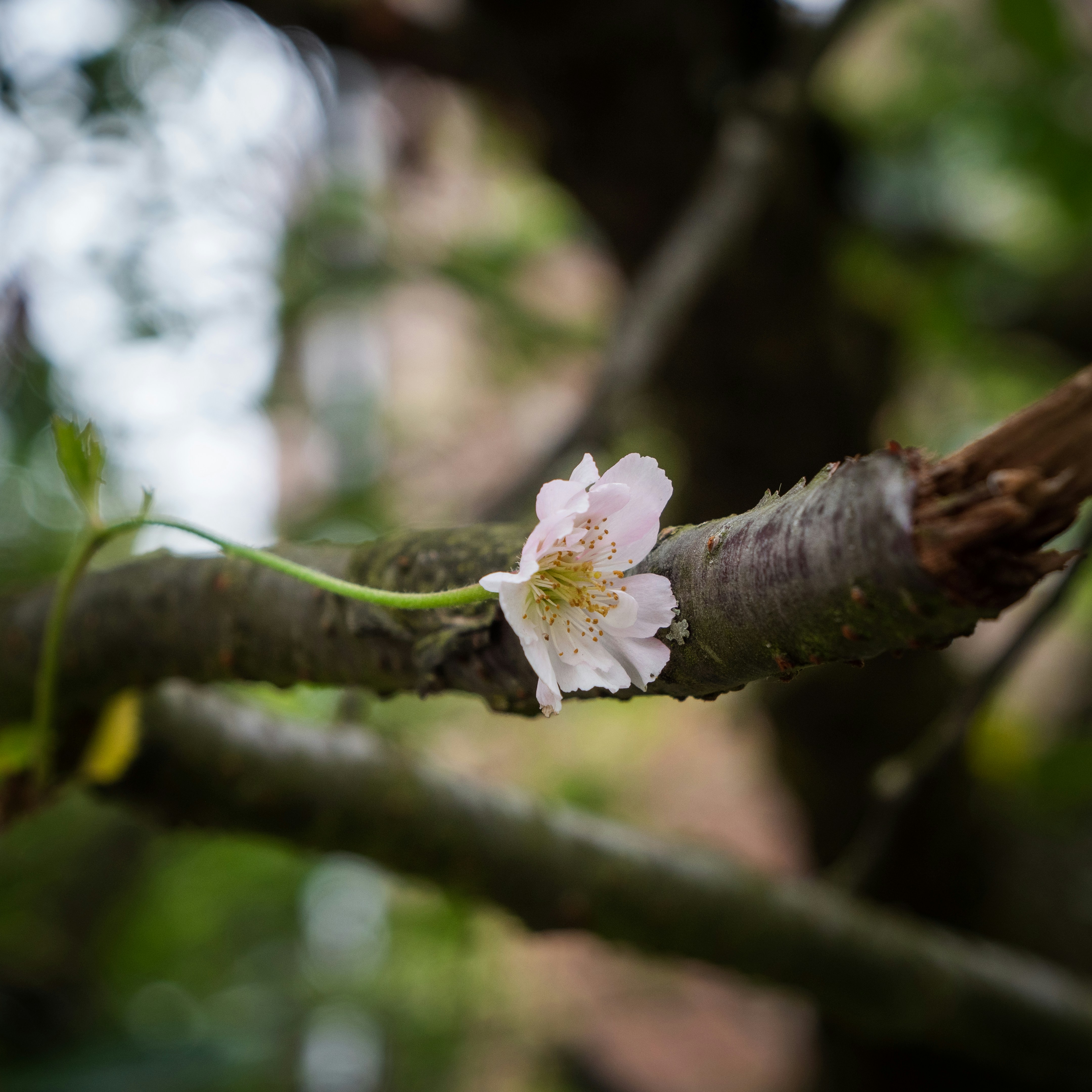 Blossom on a Gnarled Branch: A Quiet Moment in Soft Focus