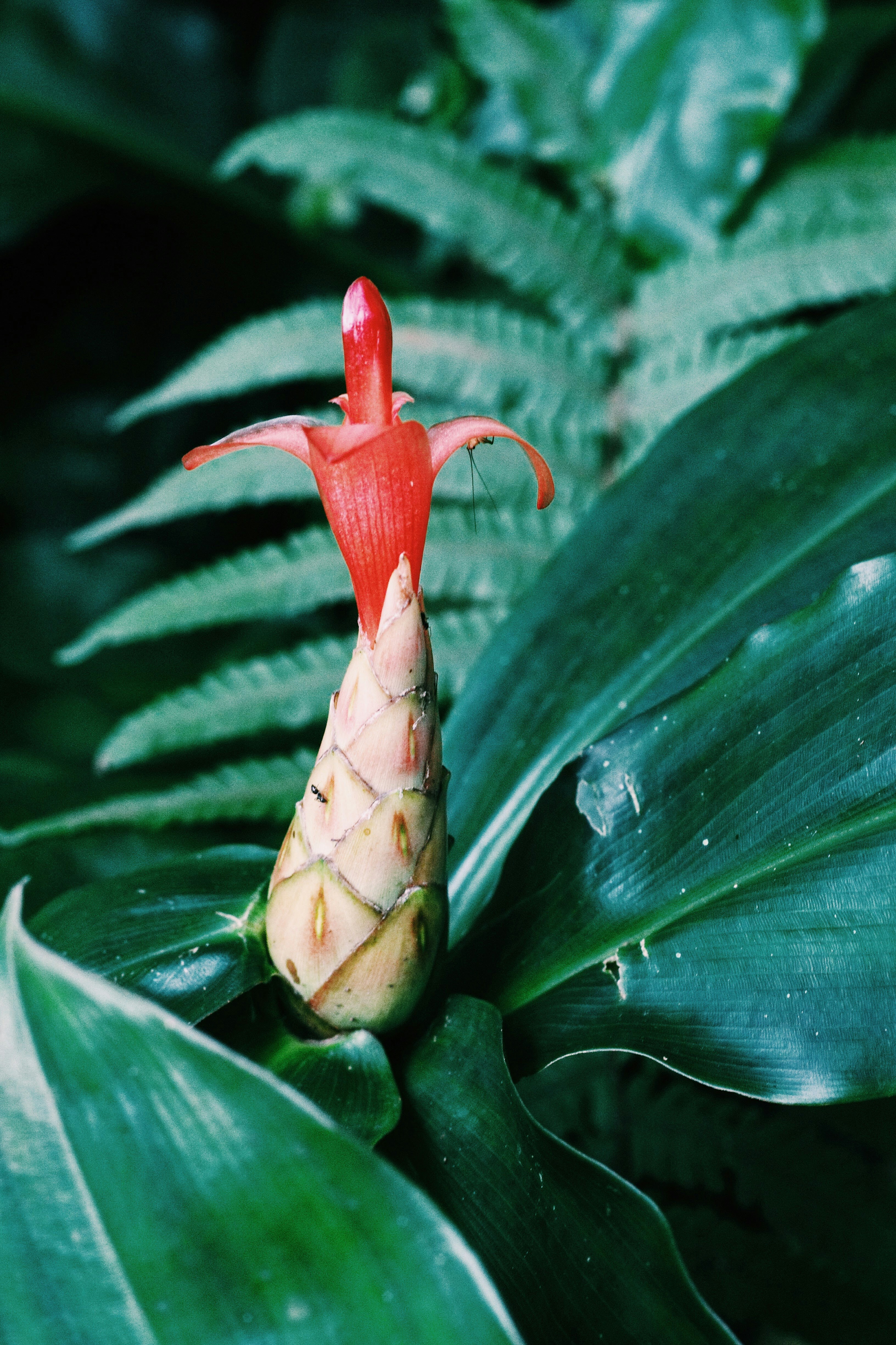 a flower with water droplets on it