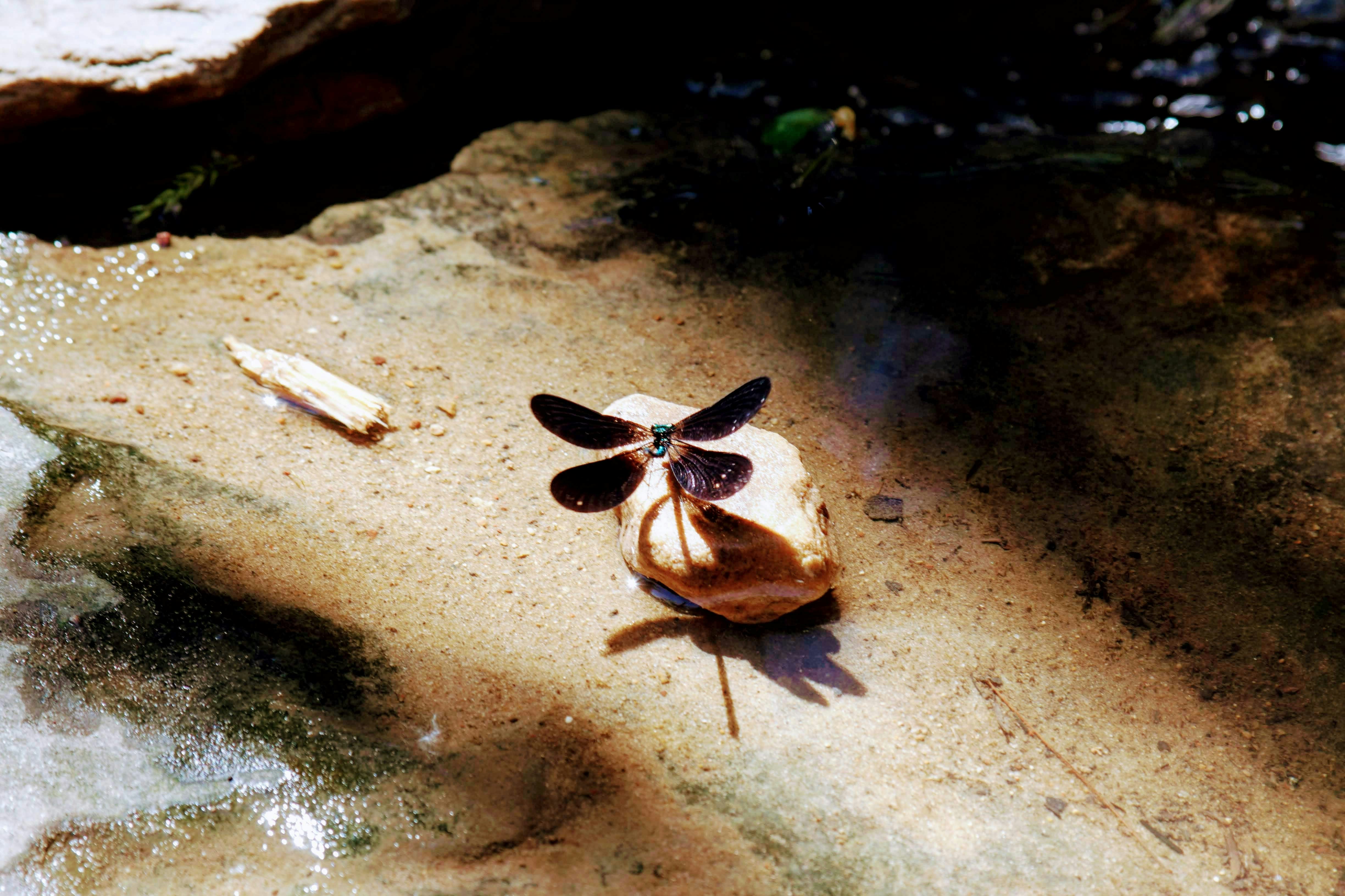 a butterfly on a rock