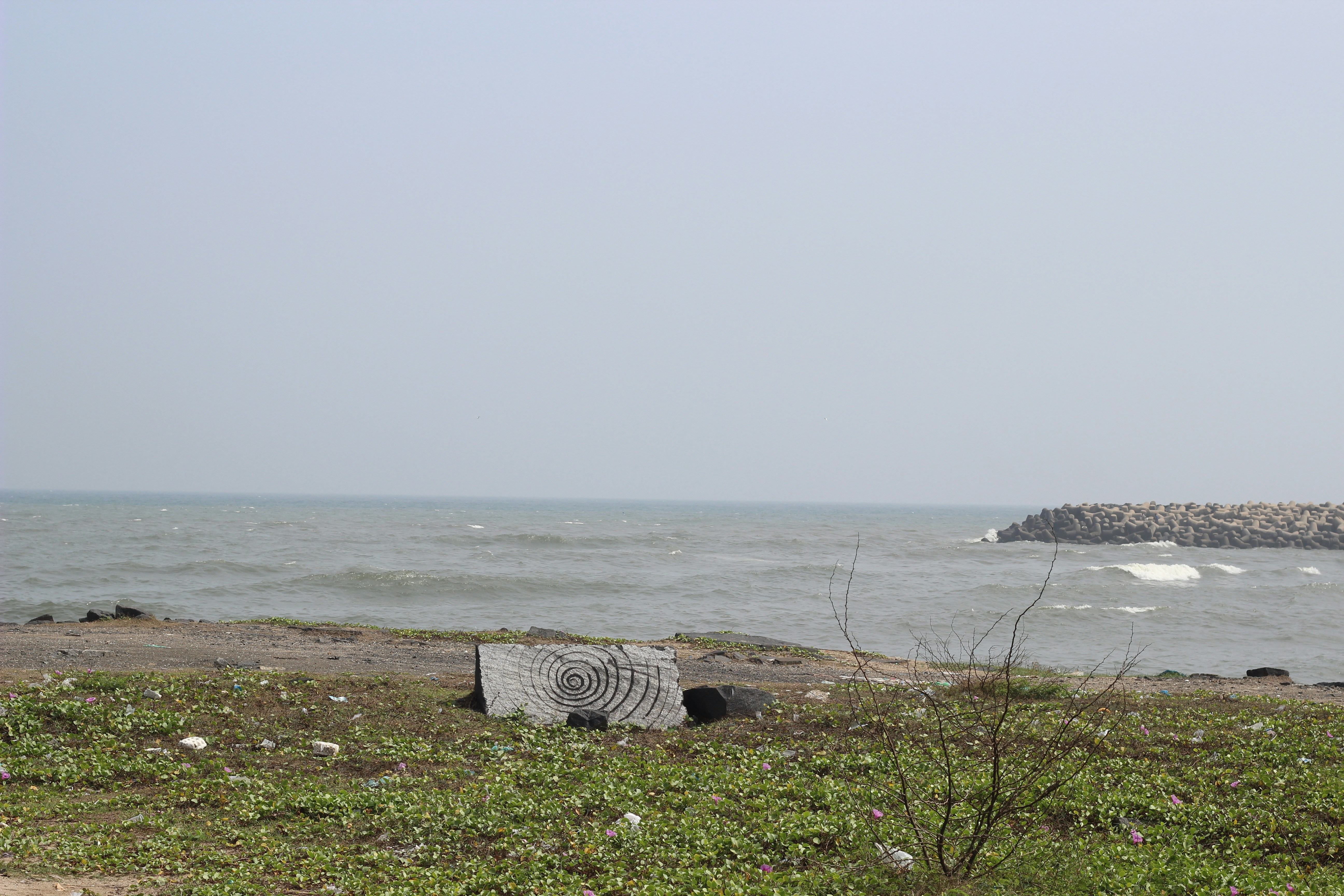 A weathered log with a spiral pattern rests on a grassy shoreline, overlooking gentle ocean waves and a distant breakwater.