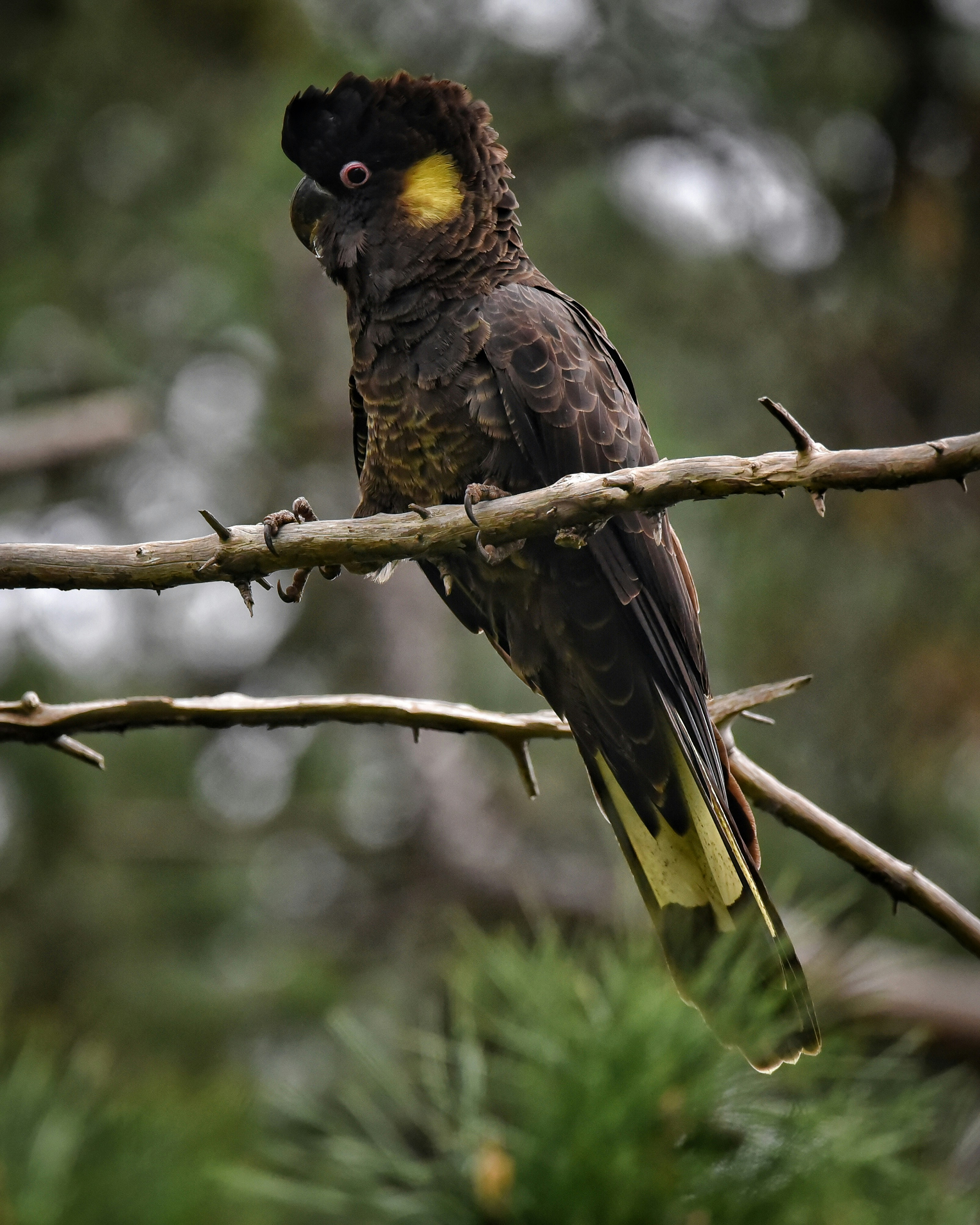 Sensational pose from this Yellow-tailed black cockatoo (𝘡𝘢𝘯𝘥𝘢 𝘧𝘶𝘯𝘦𝘳𝘦𝘢) These guys are Australia’s largest cockatoo & have the most evocative of calls.