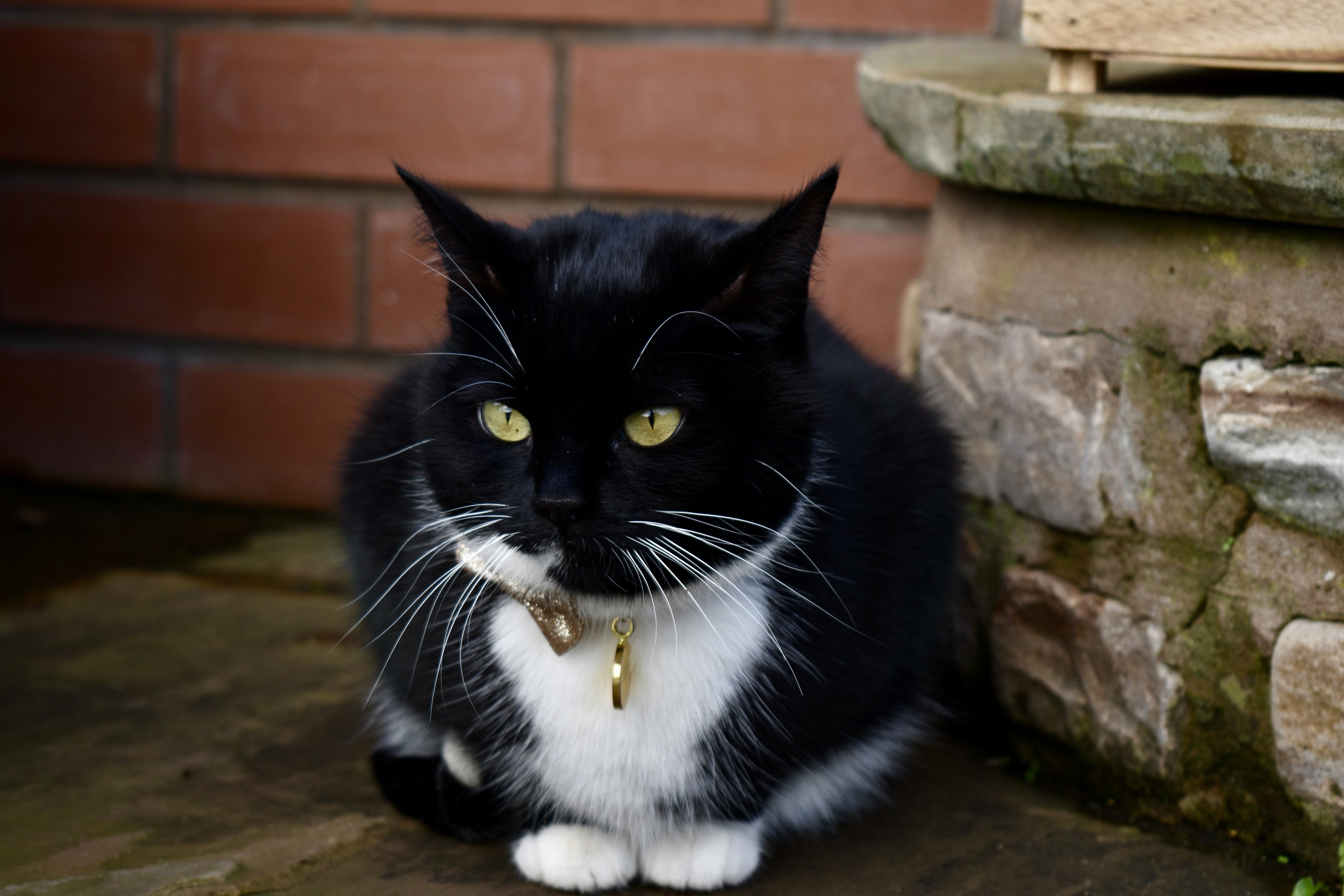 Black-and-White Feline in Quiet Porch Light