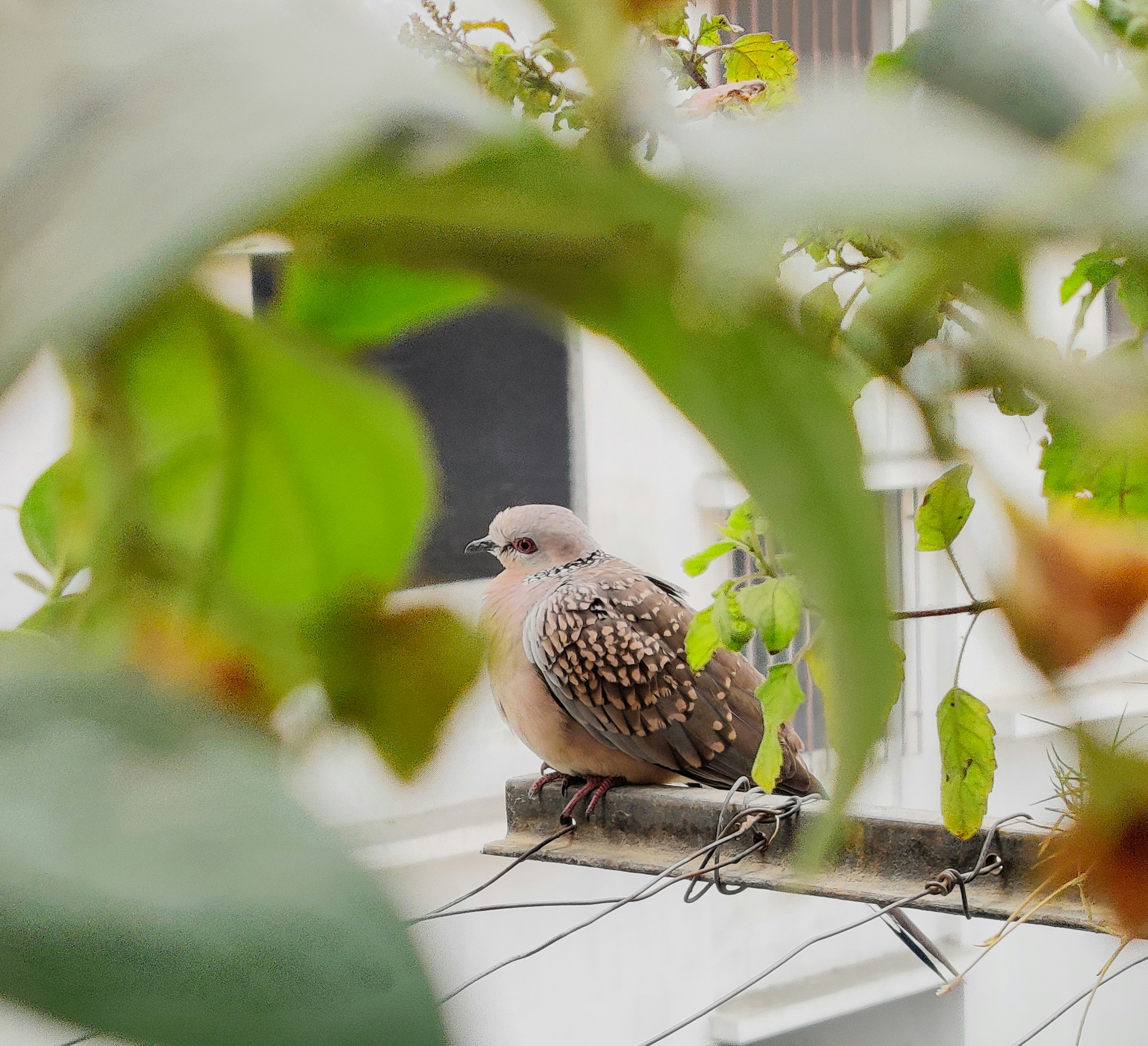 Urban Pigeon Perch: A Softly Framed Moment Among Leaves