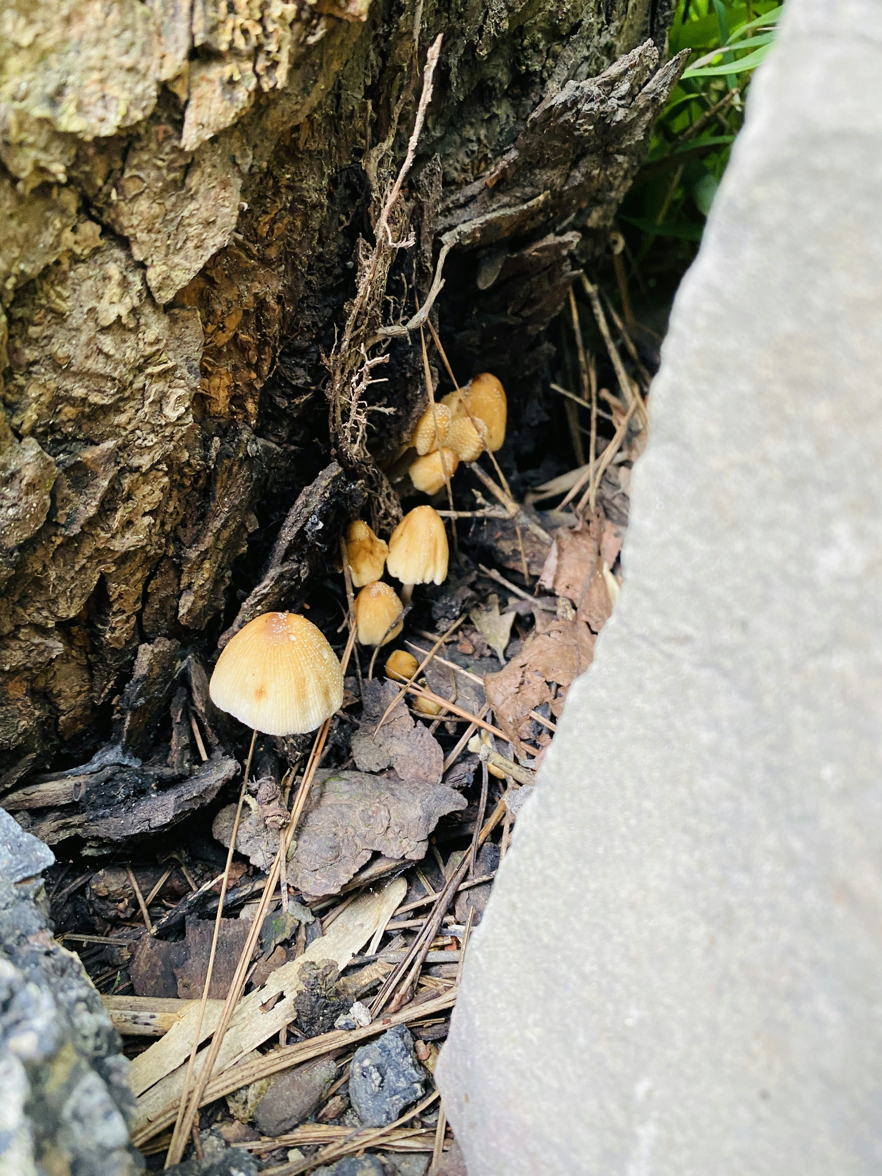 a group of mushrooms growing on a tree