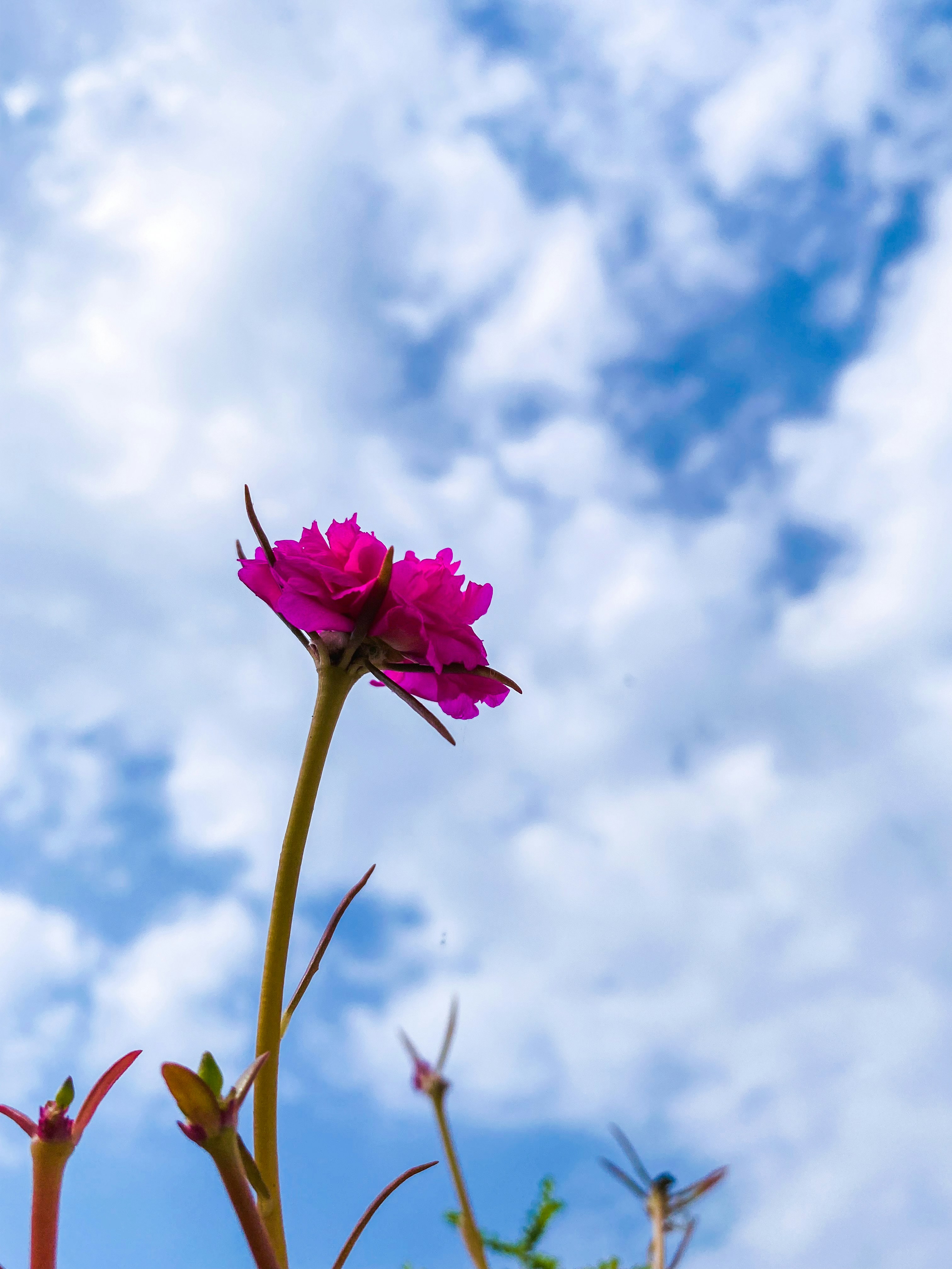 a close up of a flower