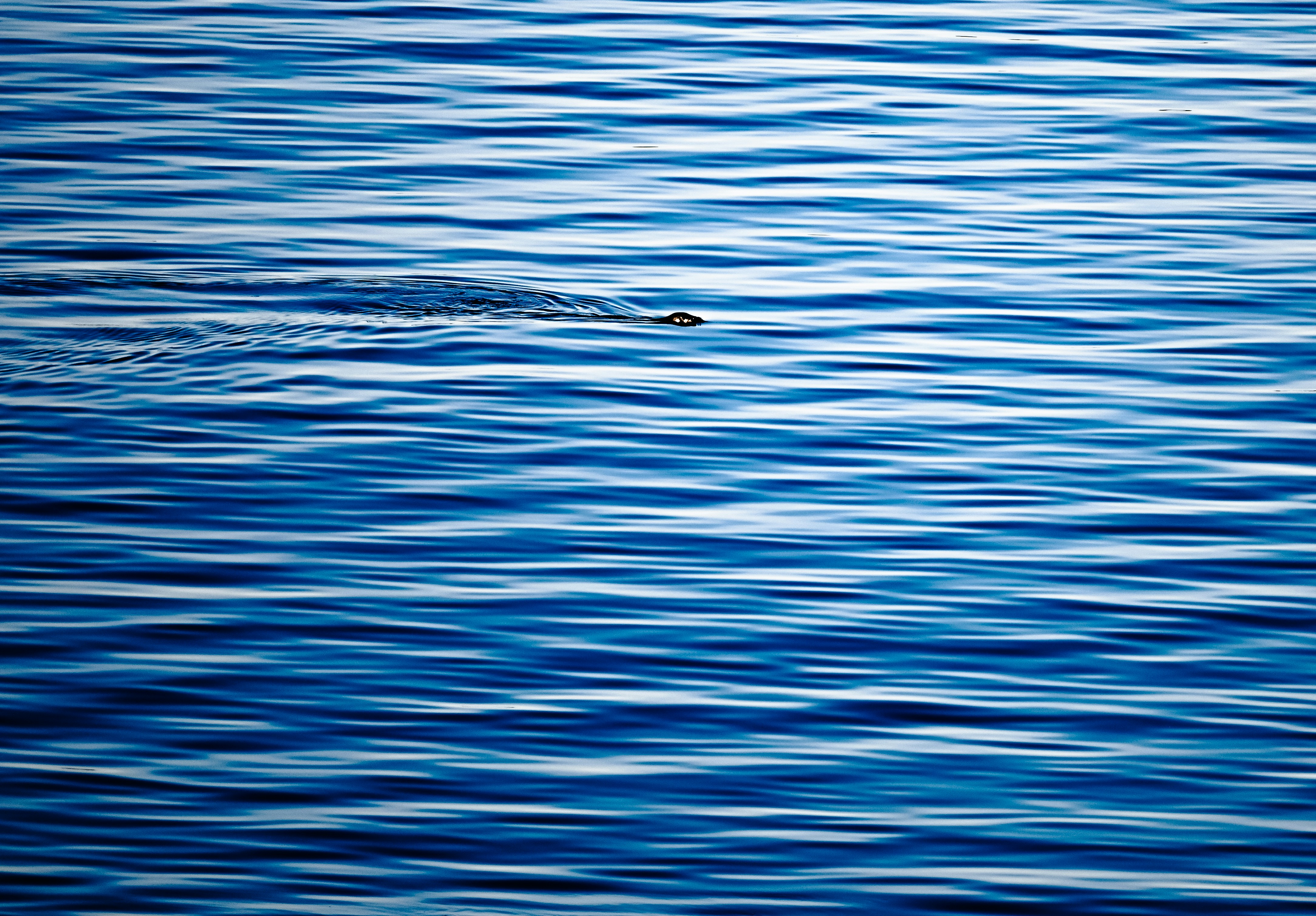 A Narrow Glimpse of the Hunter: Whisk of a Splash Across Blue Ripples