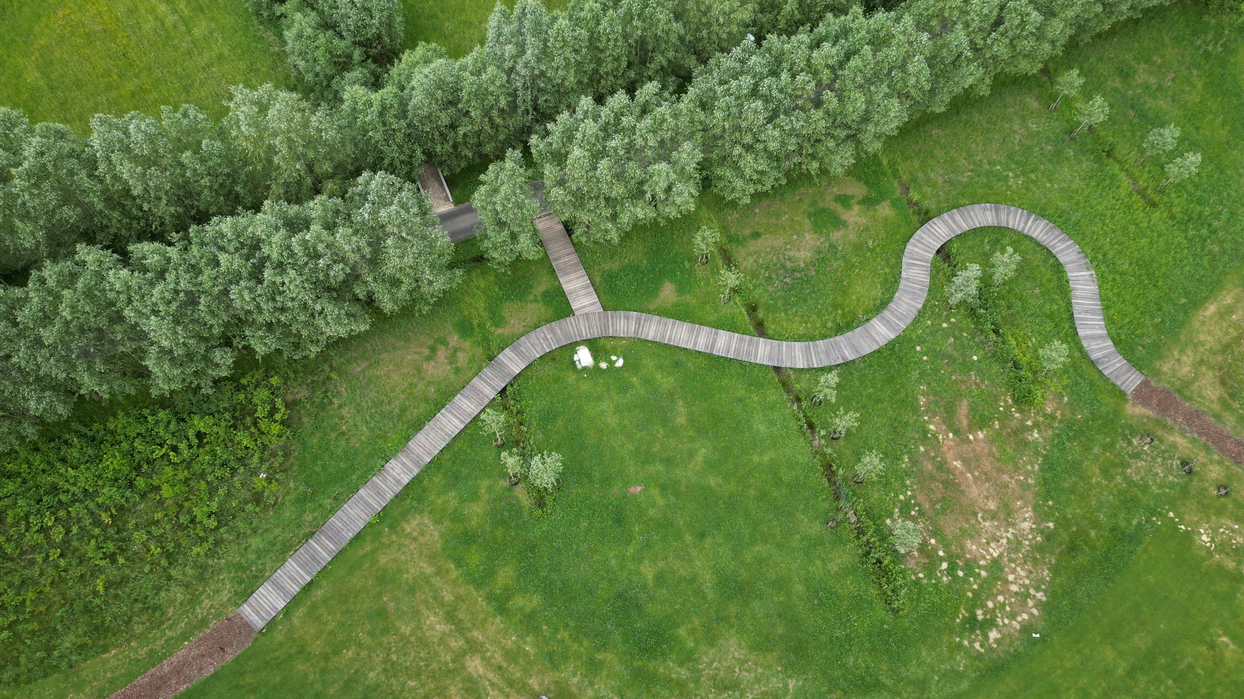 Curving boardwalk meanders through lush green landscape bordered by dense trees.