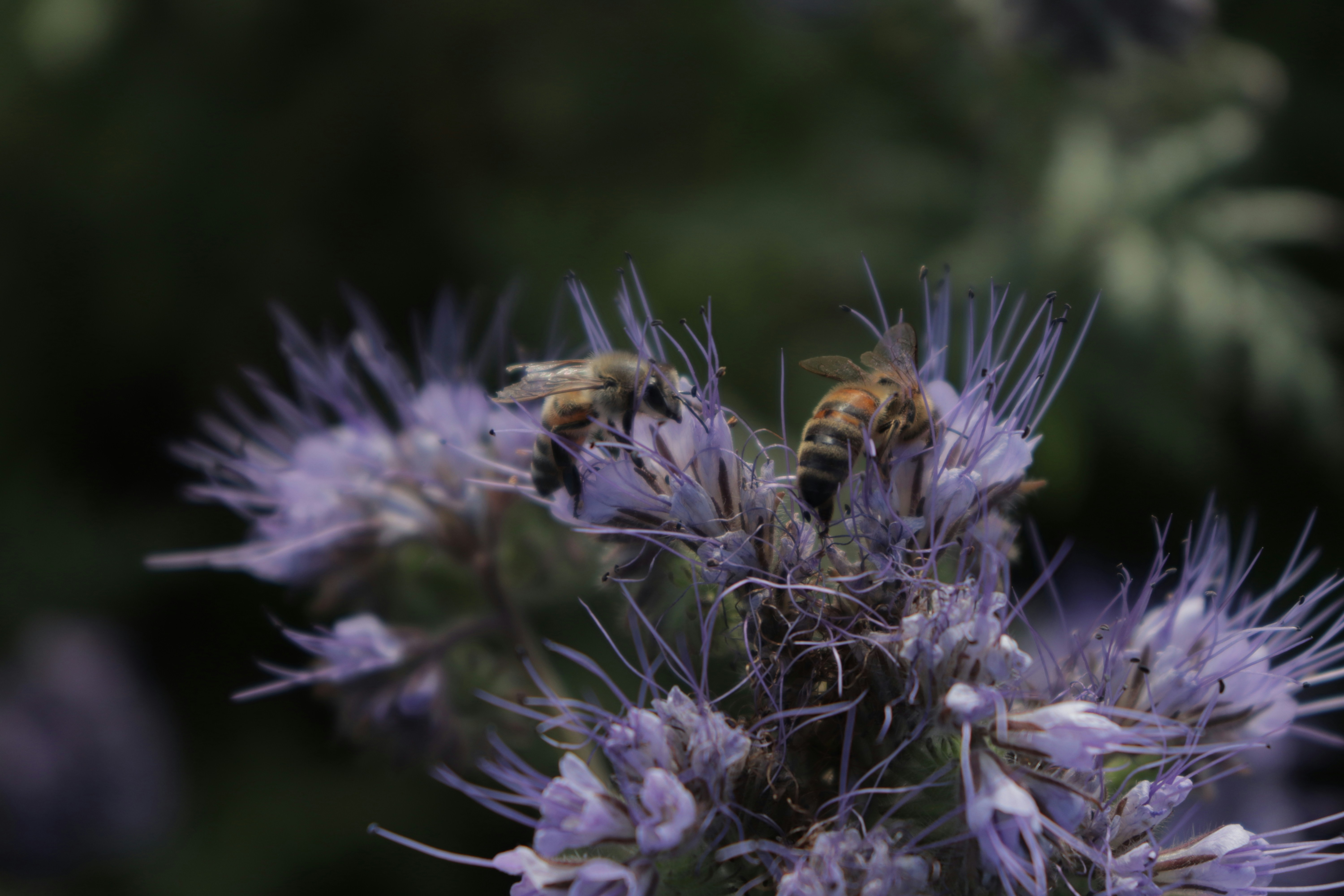 Dual Bees on Lavender Spires: A Moment of Pollinator Activity