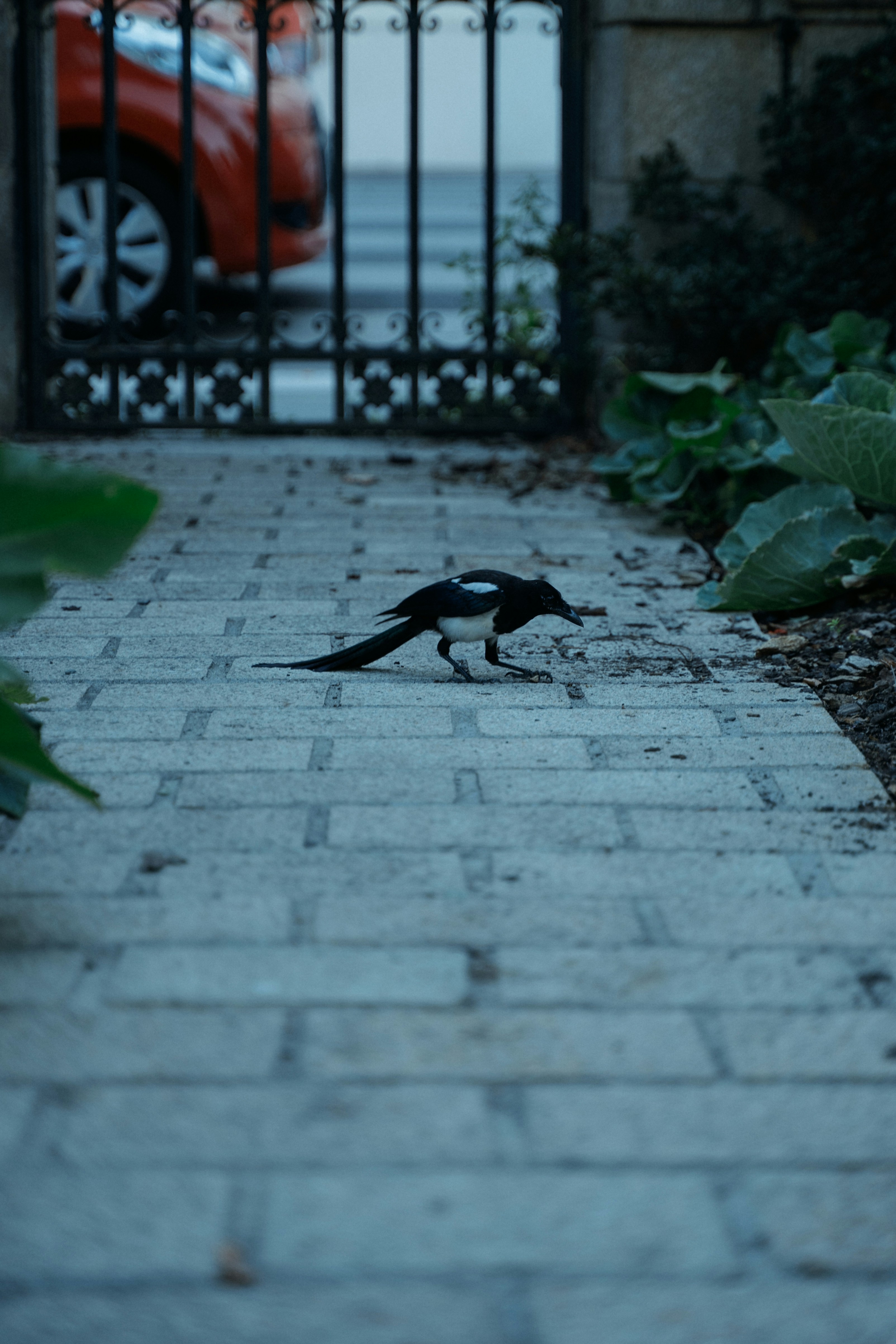 A Magpie Pauses on a Wrought-Iron Gate Path