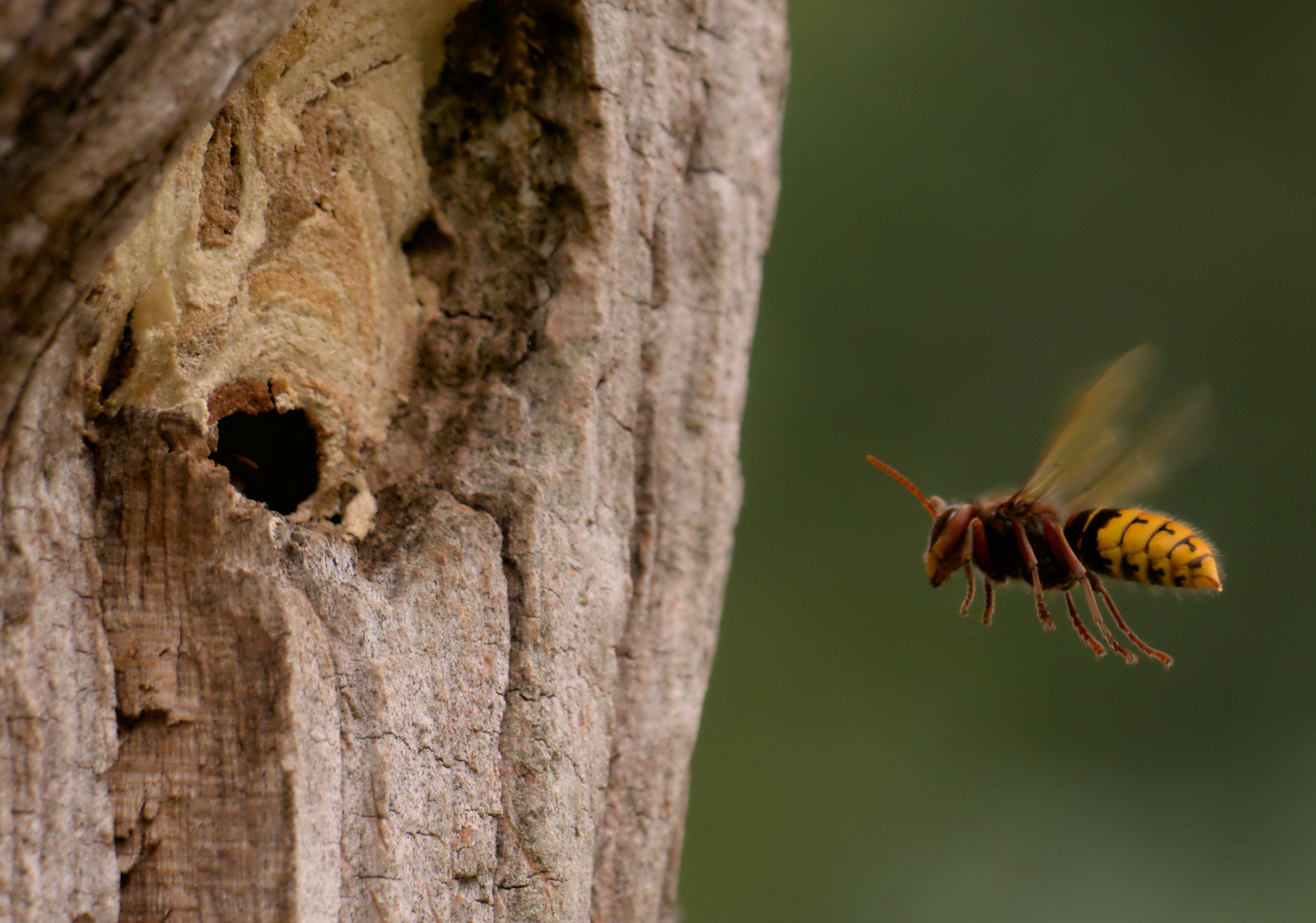 Winged Approach: Hornet Near a Weathered Tree Hollow