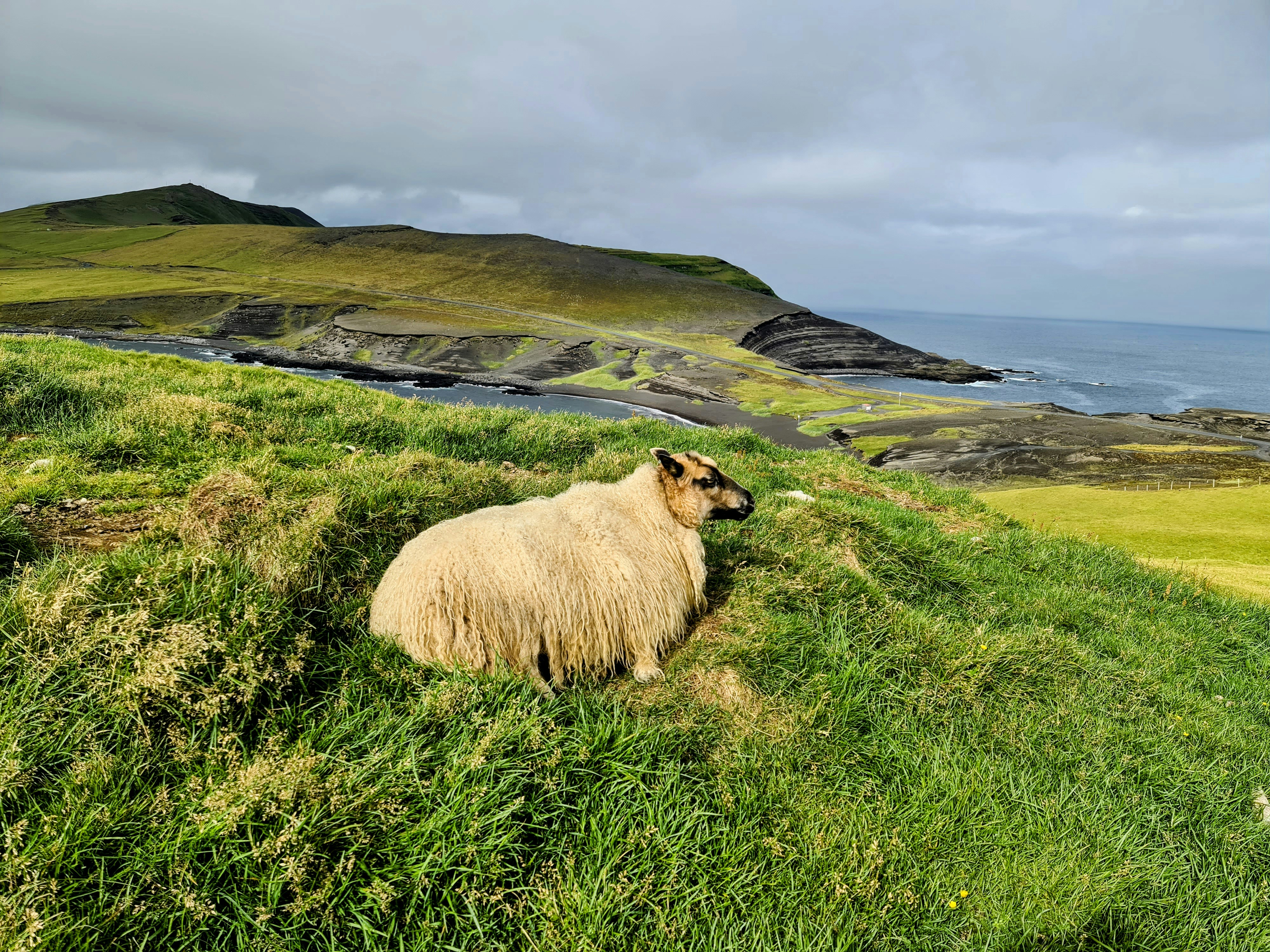 Lone sheep rests on a grassy coastal hillside overlooking layered cliffs and the distant sea.