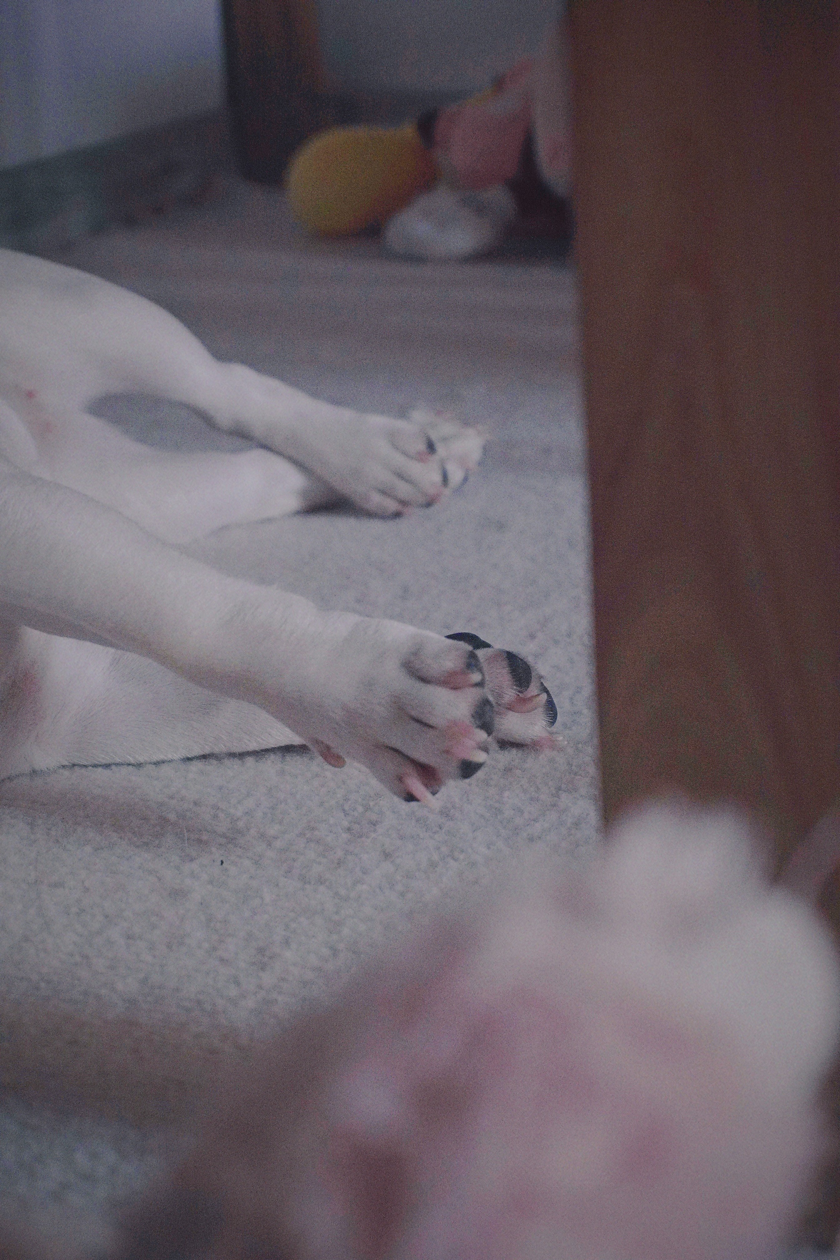 Soft Paws in Afternoon Quiet