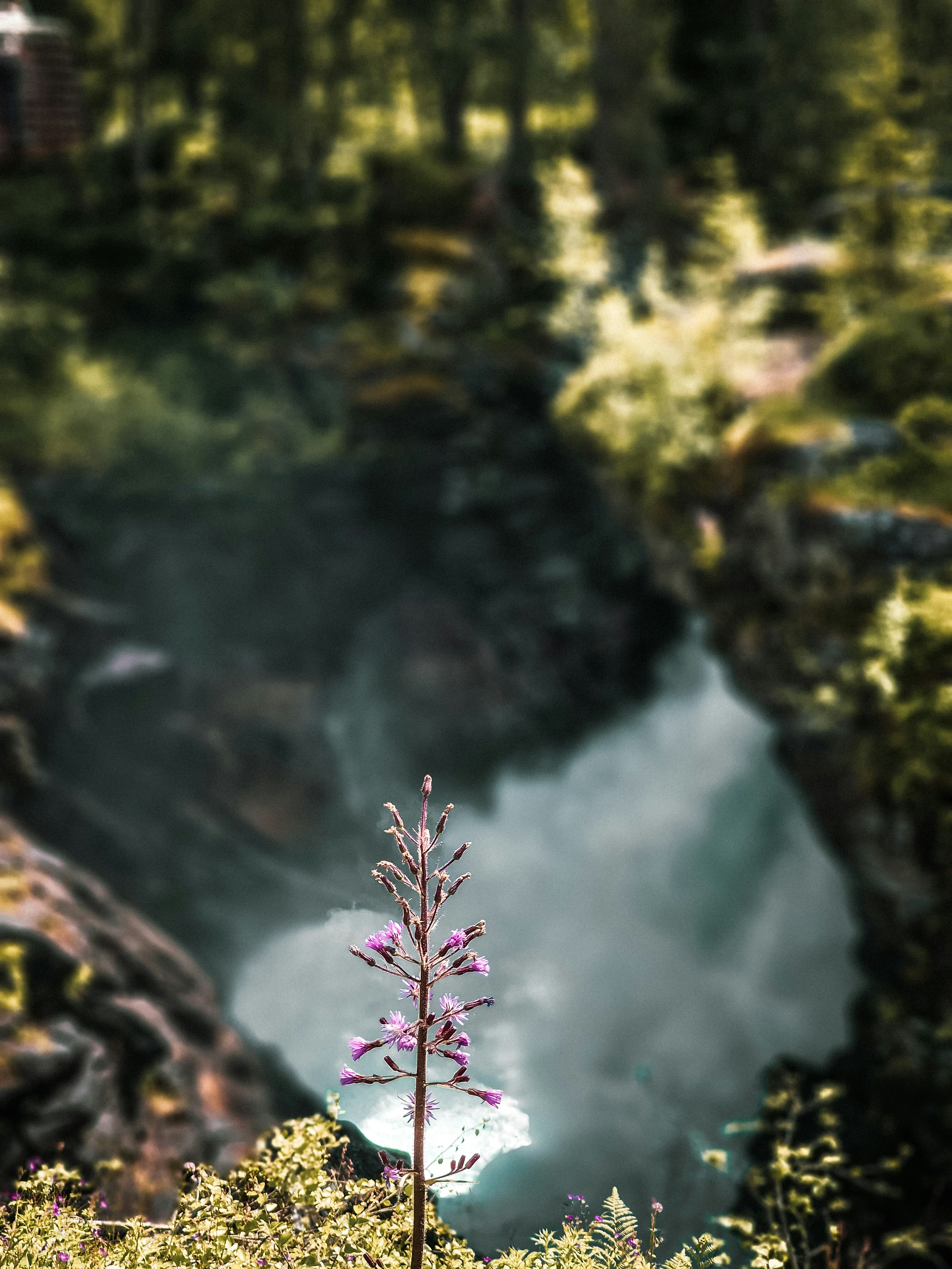 Purple Wildflower in Sharp Focus Over a Misty Canyon Gorge