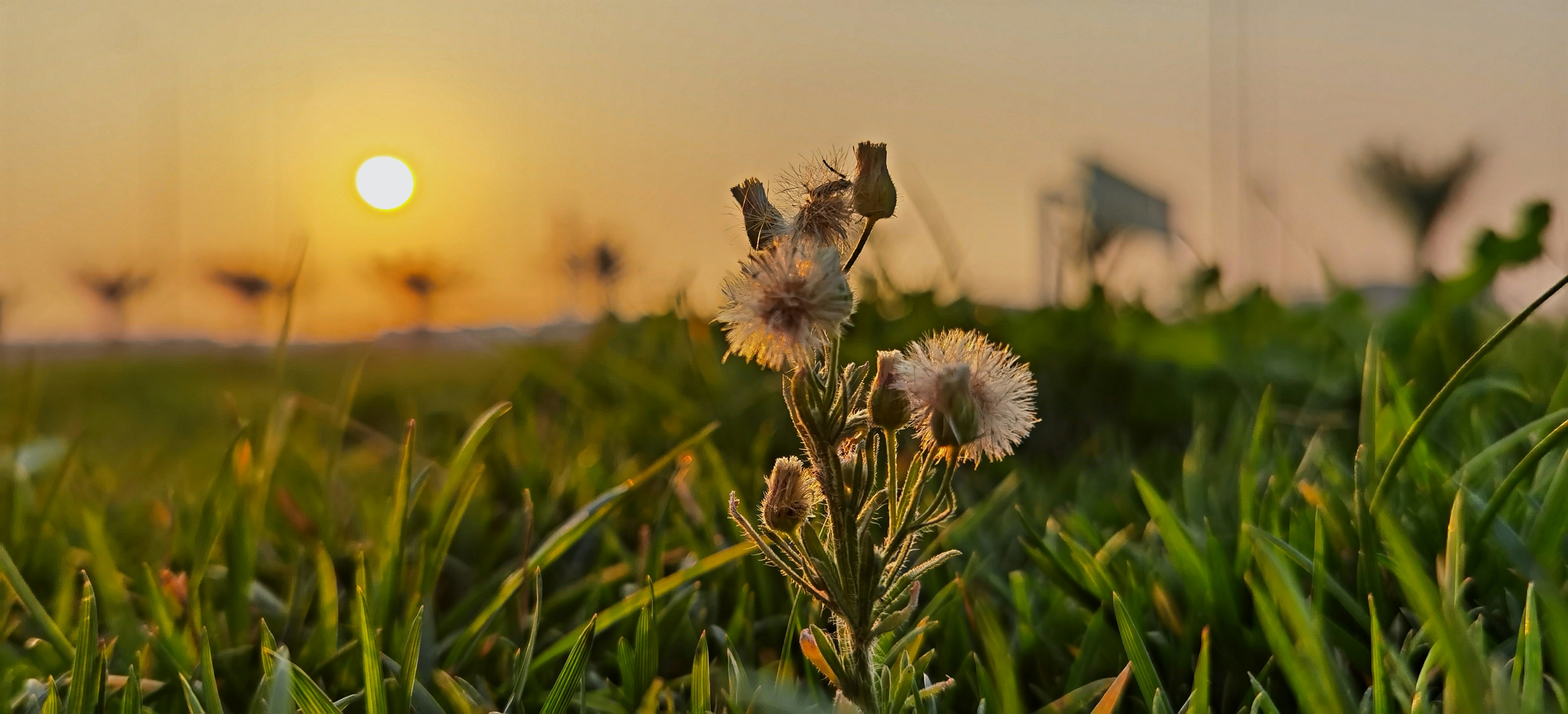 Amber Dusk Seedhead: A Close-Up in Grass