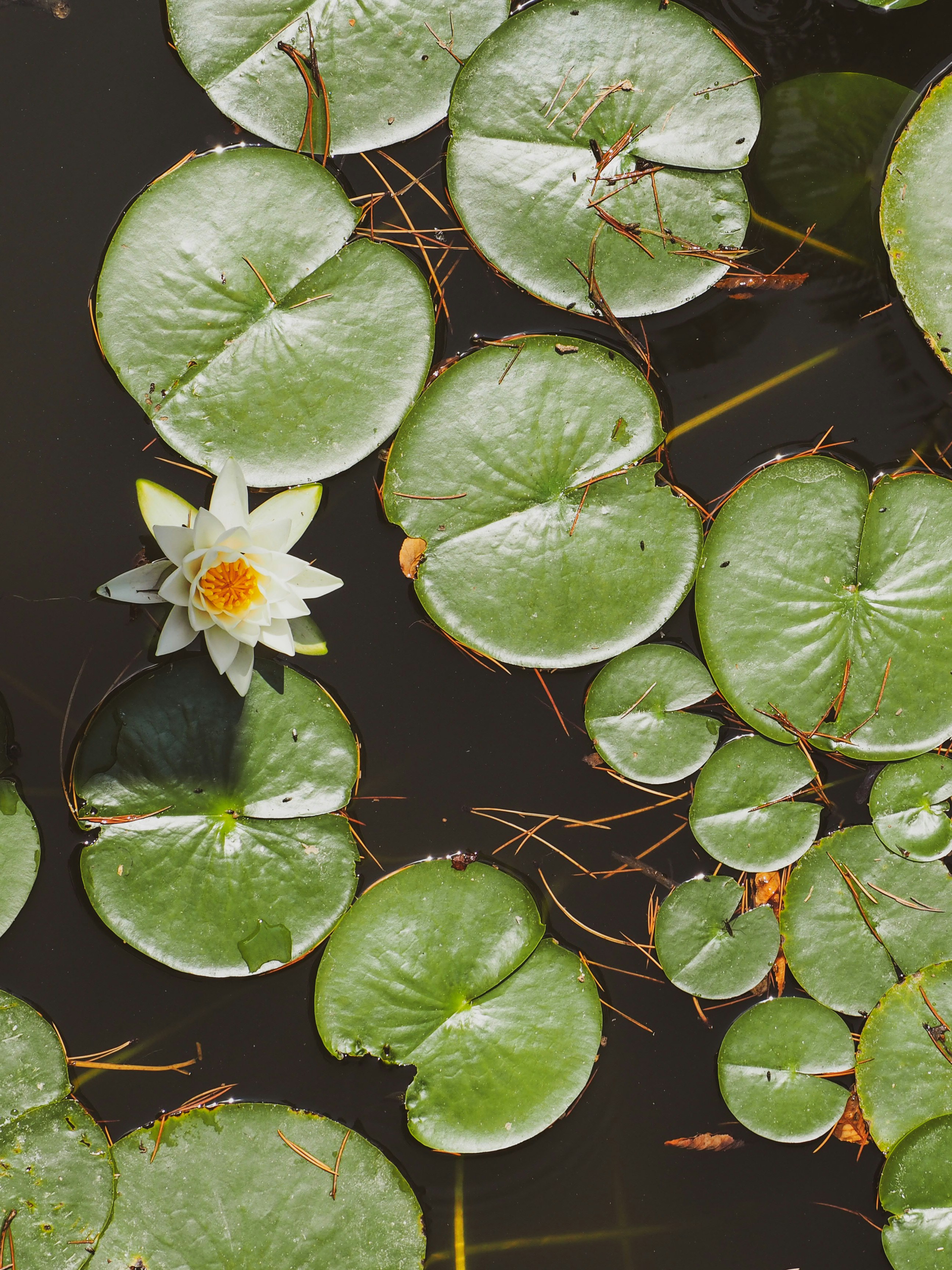 White water lily nestled among green lily pads on a dark pond surface.