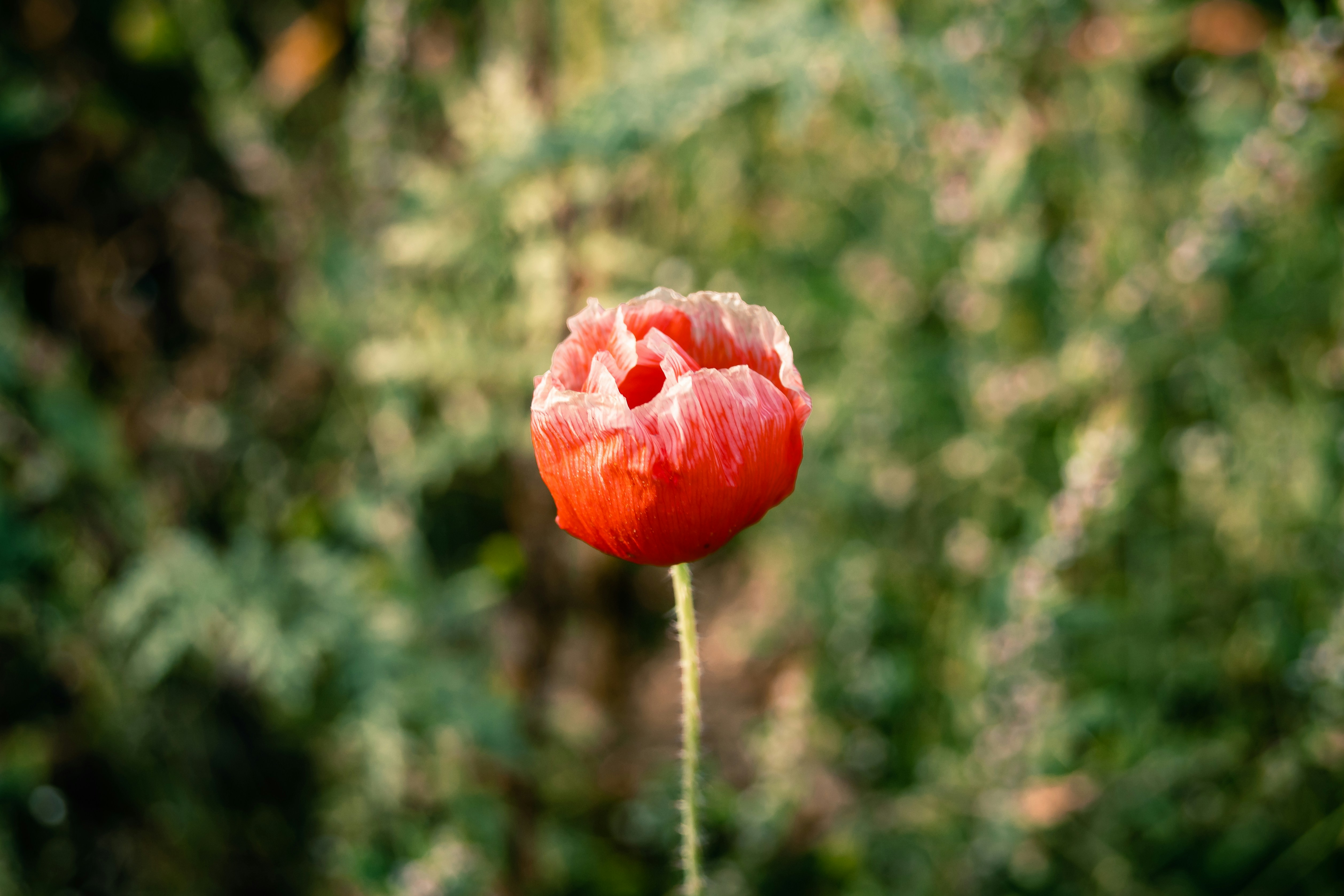 Vibrant red poppy flower stands tall against a soft, blurred green background, highlighting its delicate petals and intricate textures.