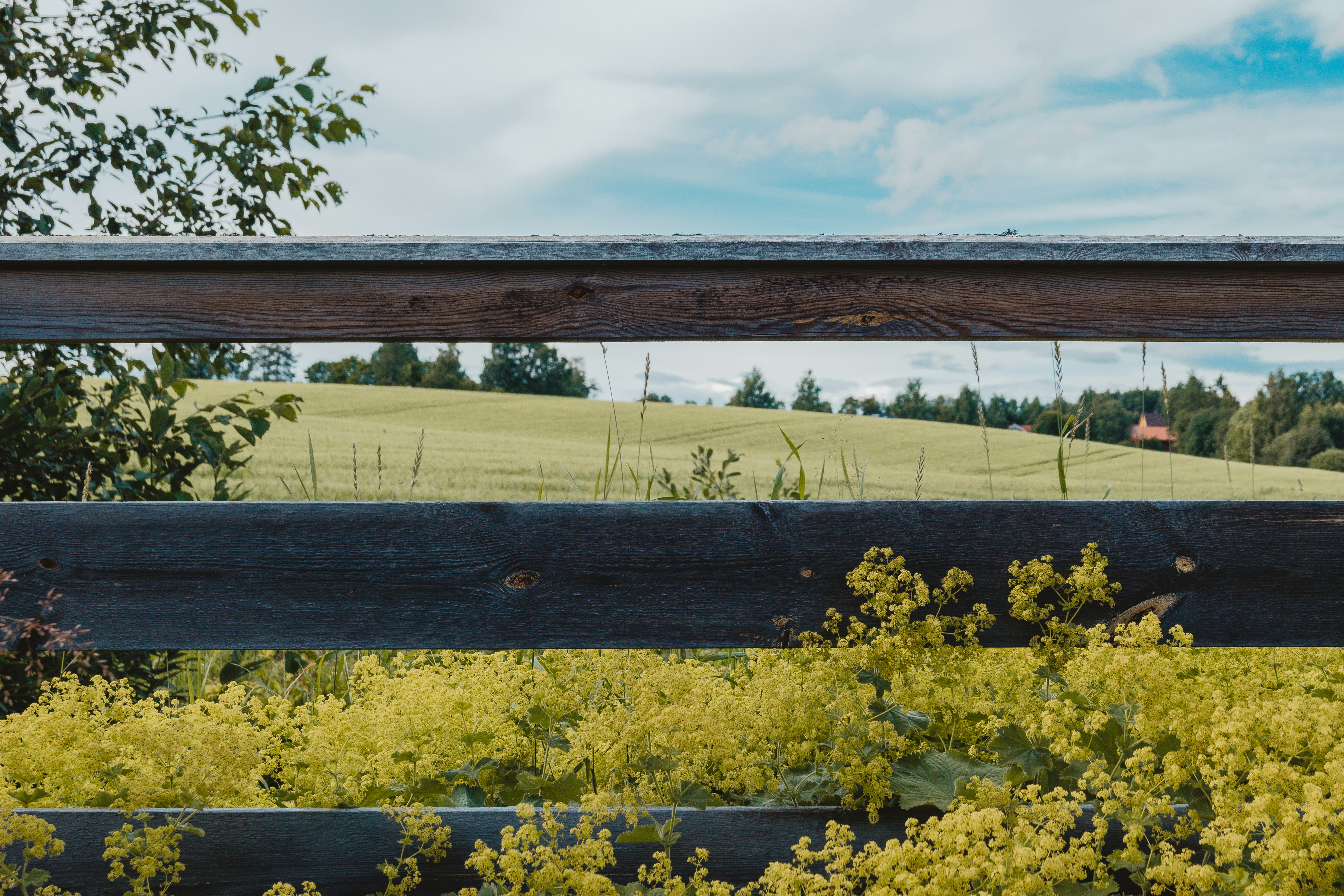 A rural landscape framed by a weathered wooden fence, with a golden field and scattered trees beyond, highlighting depth and tranquility.