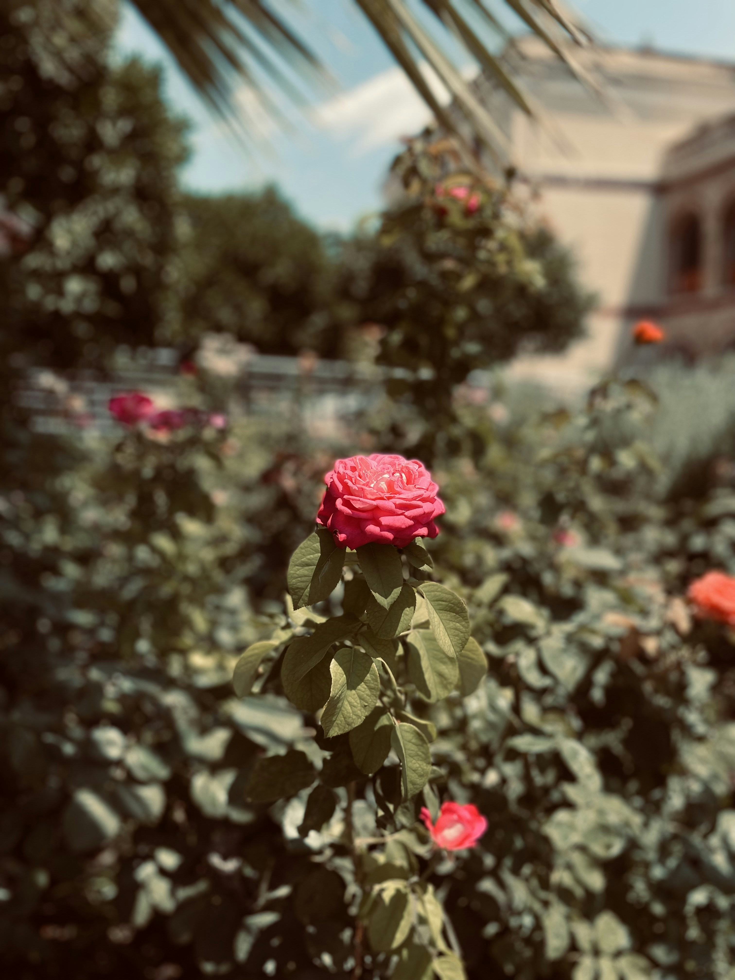 Crimson Rose in a sunlit garden panorama