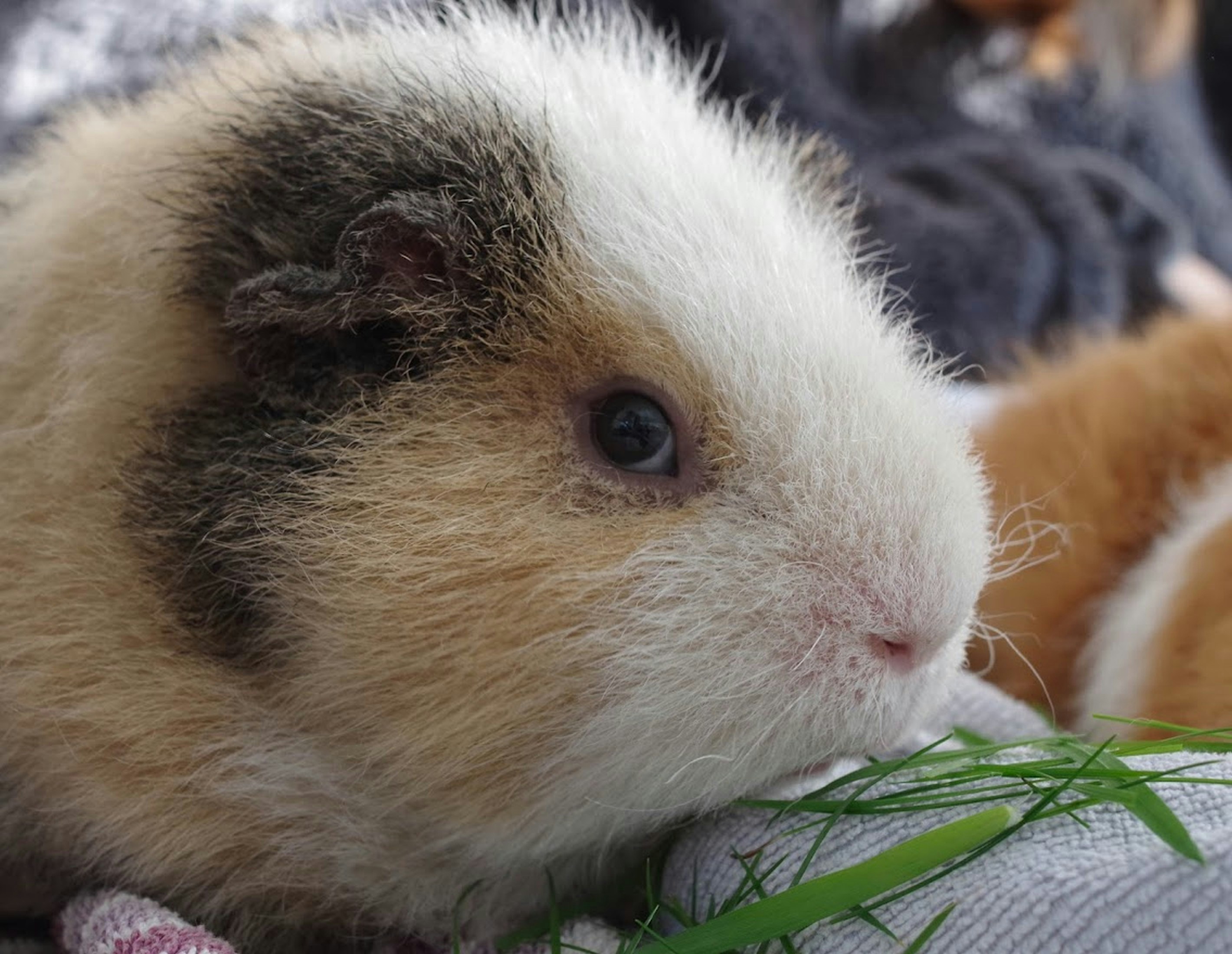 A close up of a guinea pig photo – Free Guinea pig Image on Unsplash