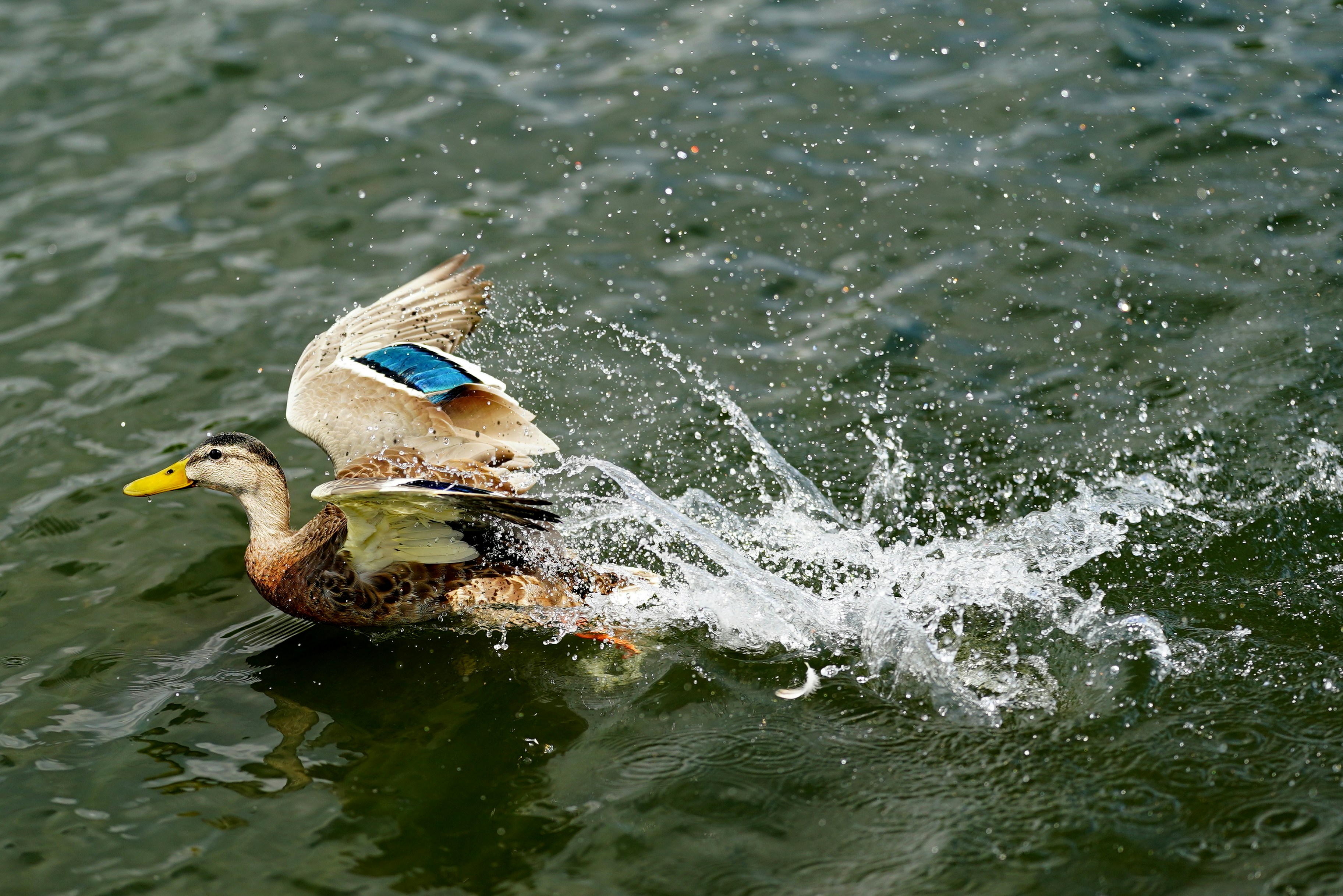 Mallard duck taking flight from the water, creating a splash as it lifts off. The vibrant colors of the duck's feathers contrast with the rippling water.