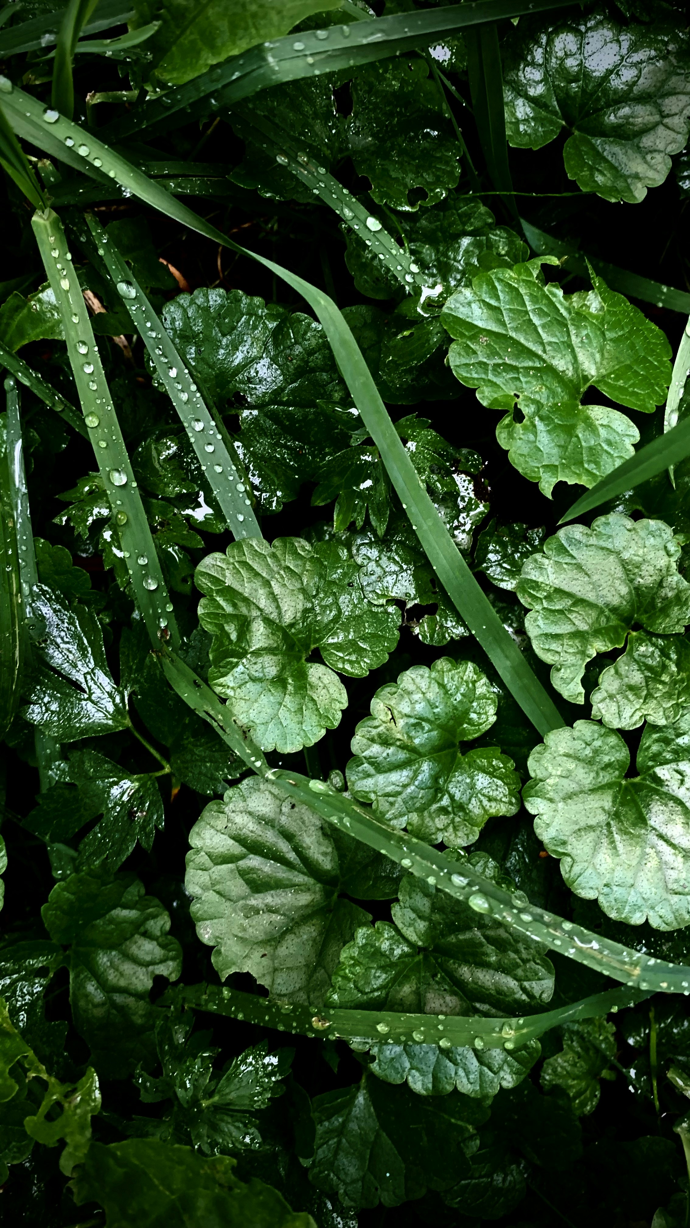 Dew-Kissed Emerald Carpet: A Macro Study of Veined Leaves
