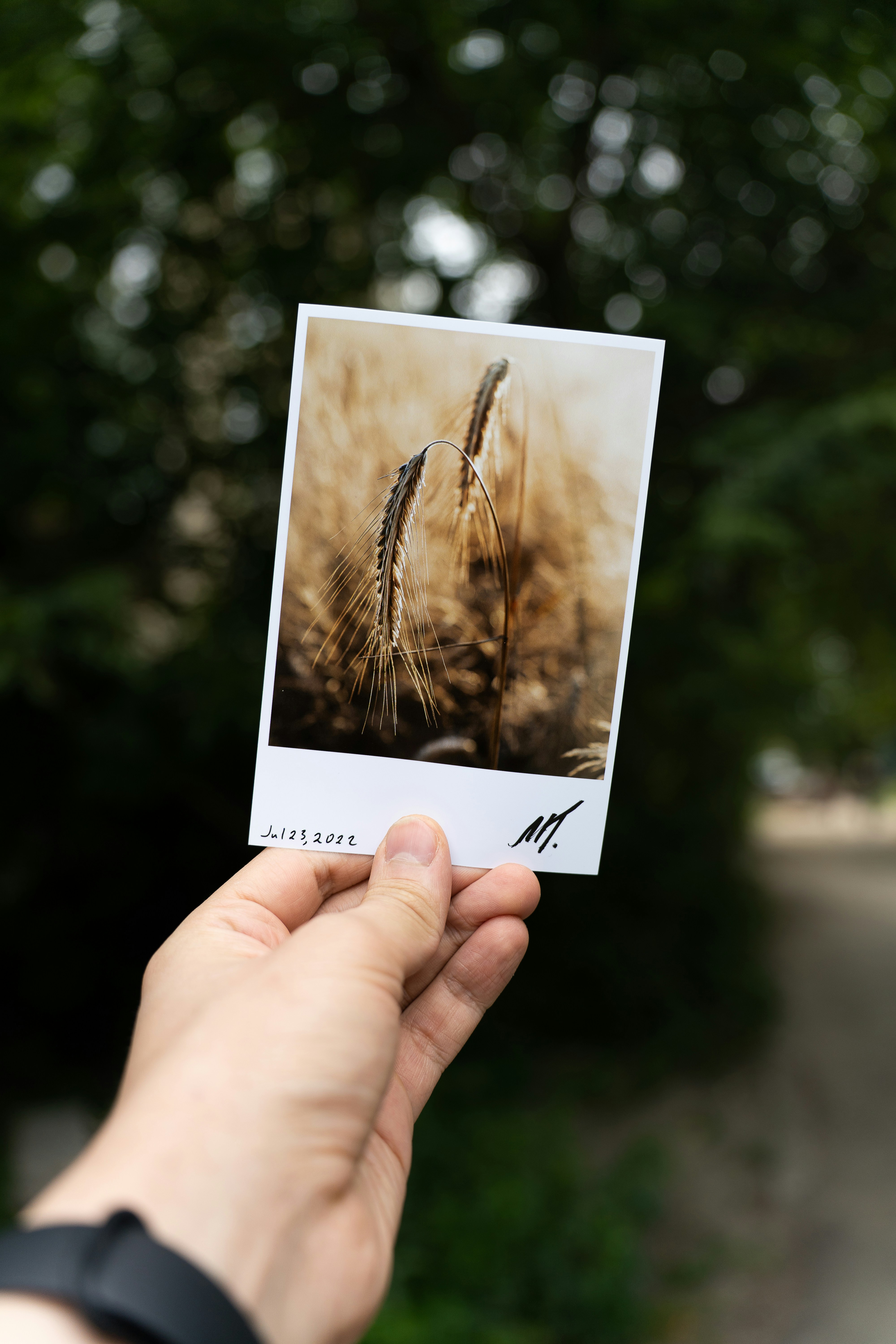 Fragile Memory: A Polaroid of Wheat Against a Blur of Green