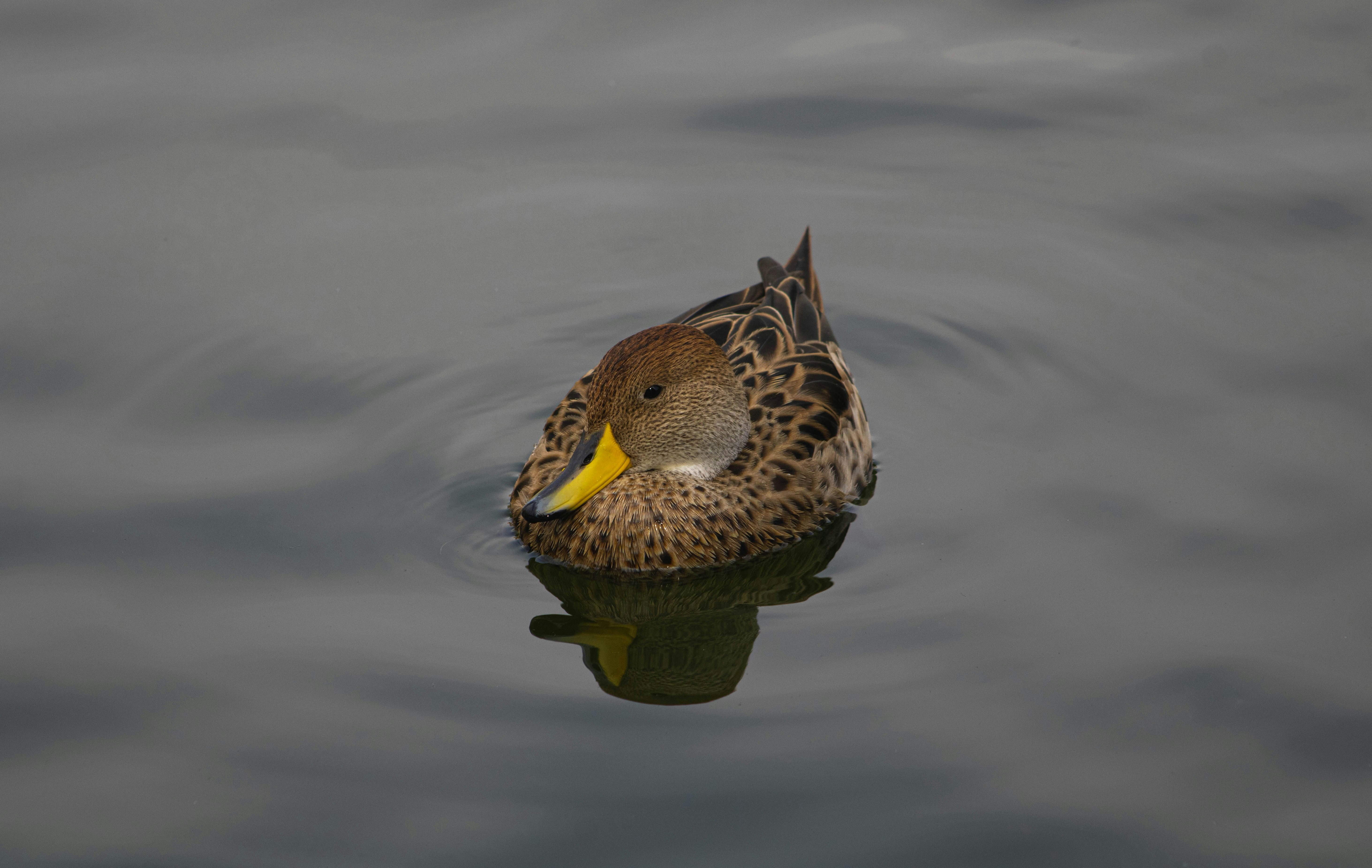 Silent Drifter: A Mallard Speckled in Still Water