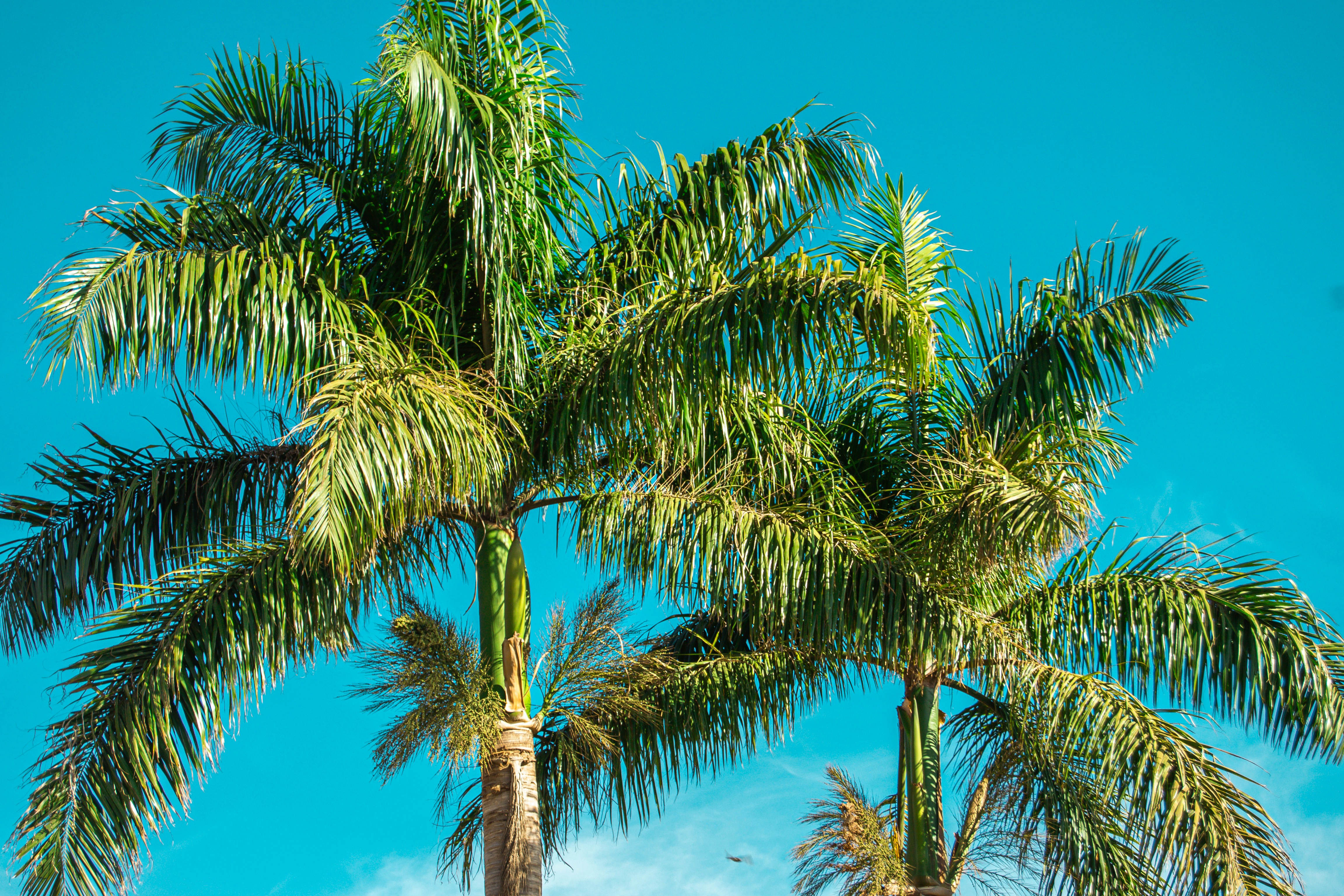 Tall palm trees reaching towards a vibrant blue sky.