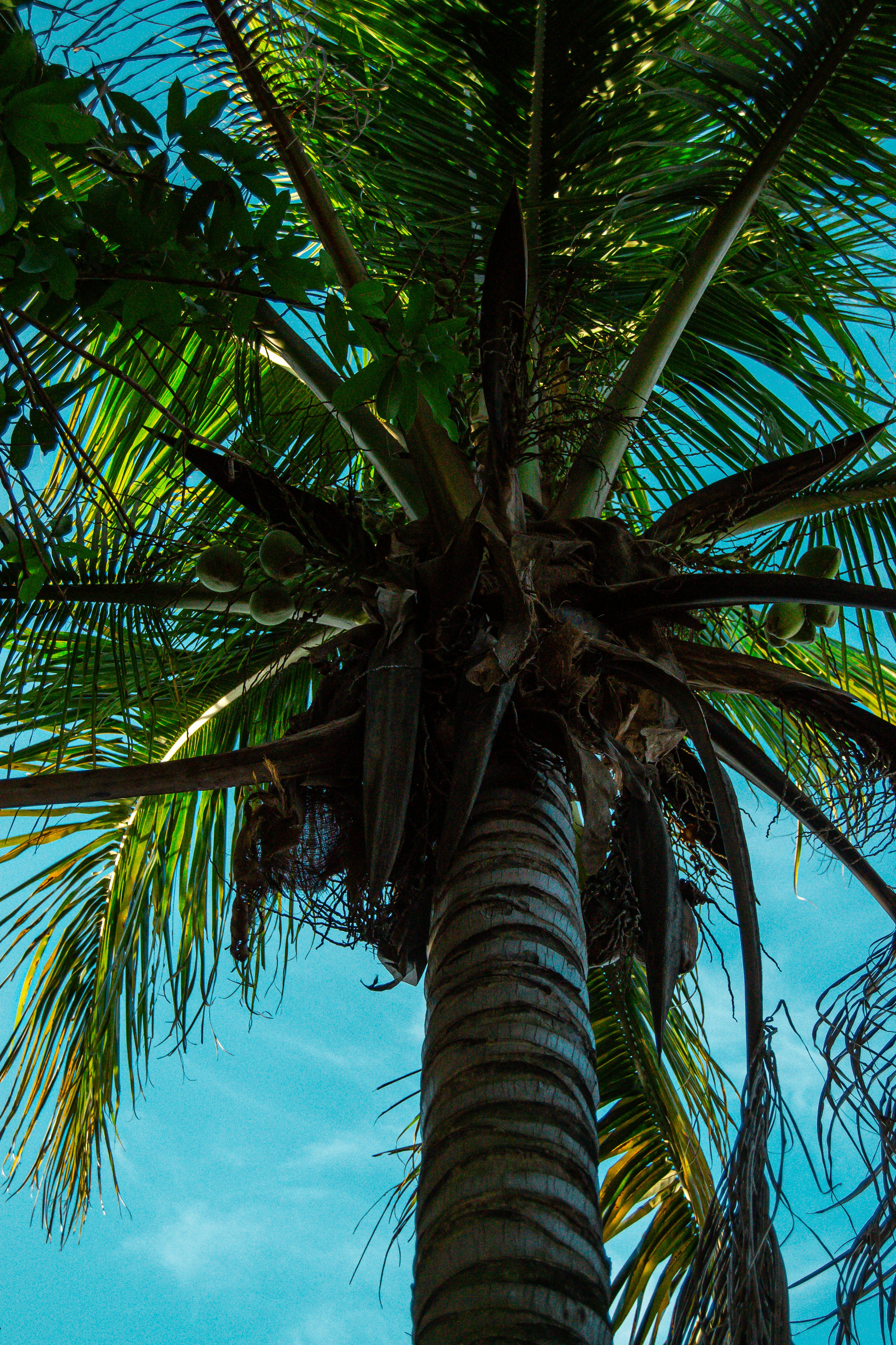 A group of palm trees photo – Free Limeira Image on Unsplash
