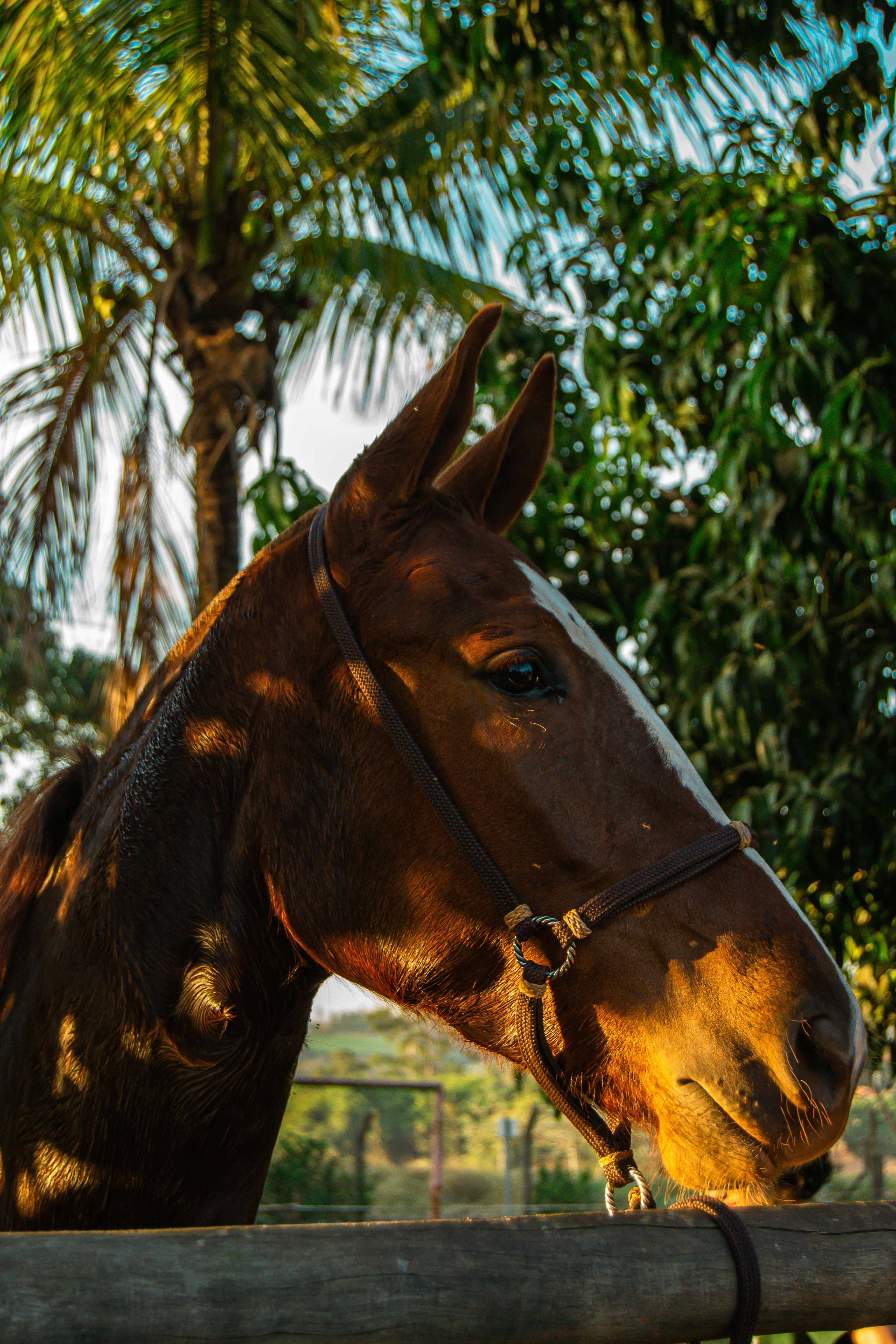 Golden Hour Equine Portrait: A Close-Up of a Sunlit Horse