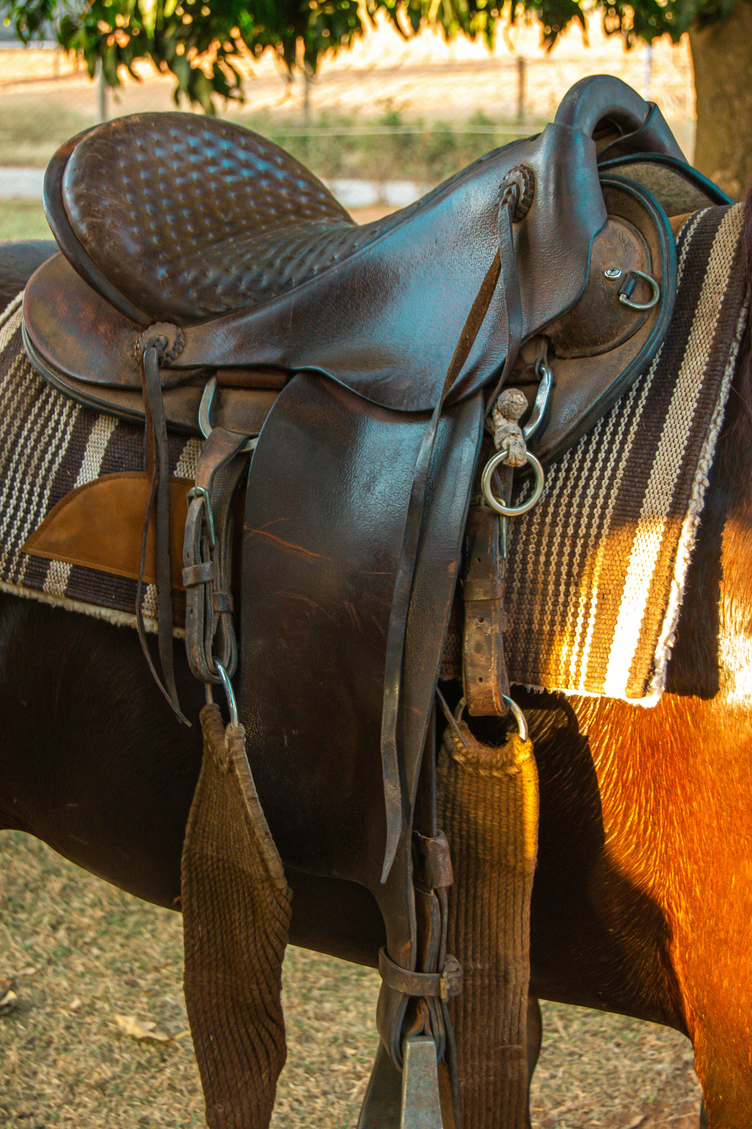 Sunlit Saddle: Close-Up of Weathered Leather on a Resting Horse
