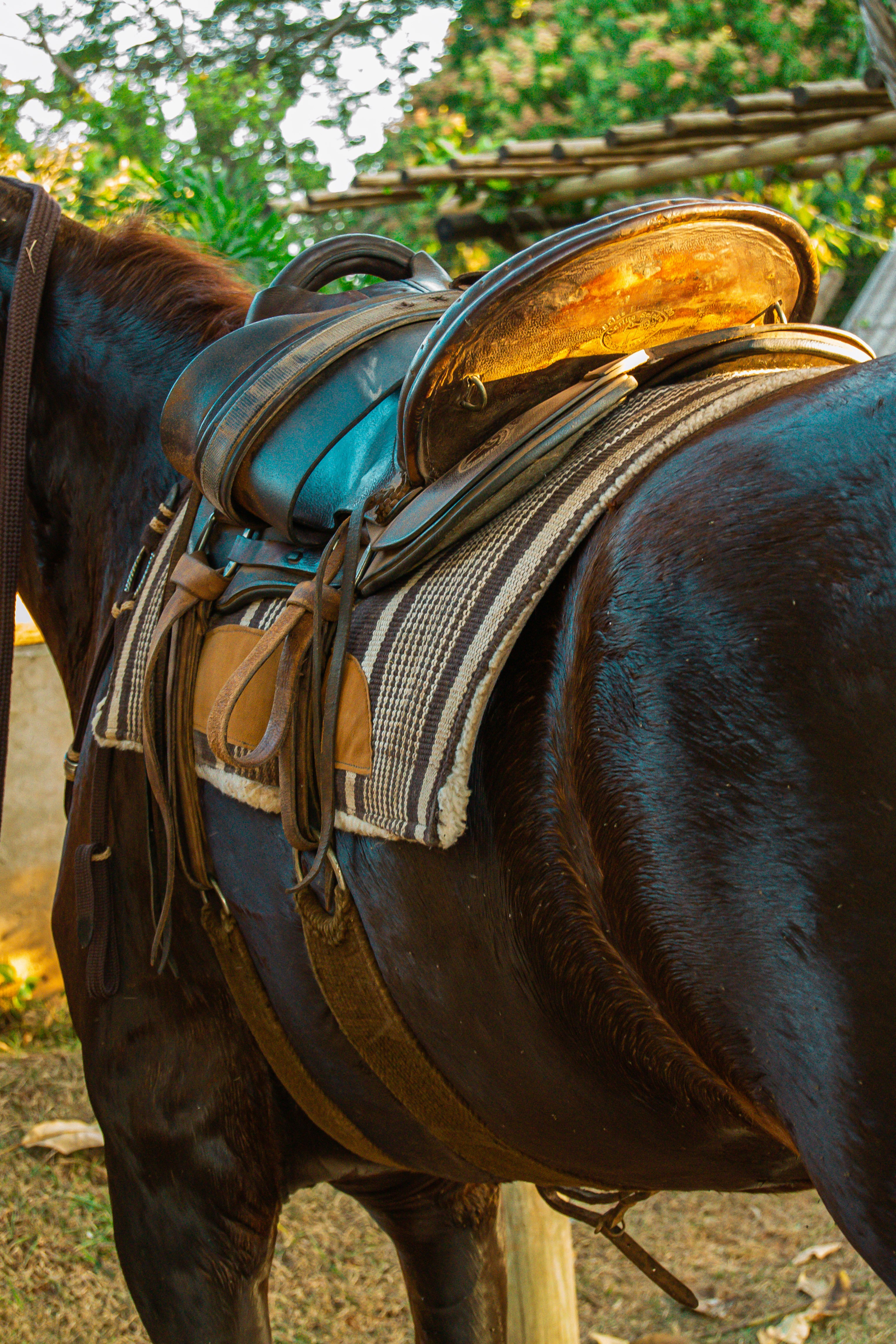 A horse with saddles photo – Free Animal Image on Unsplash
