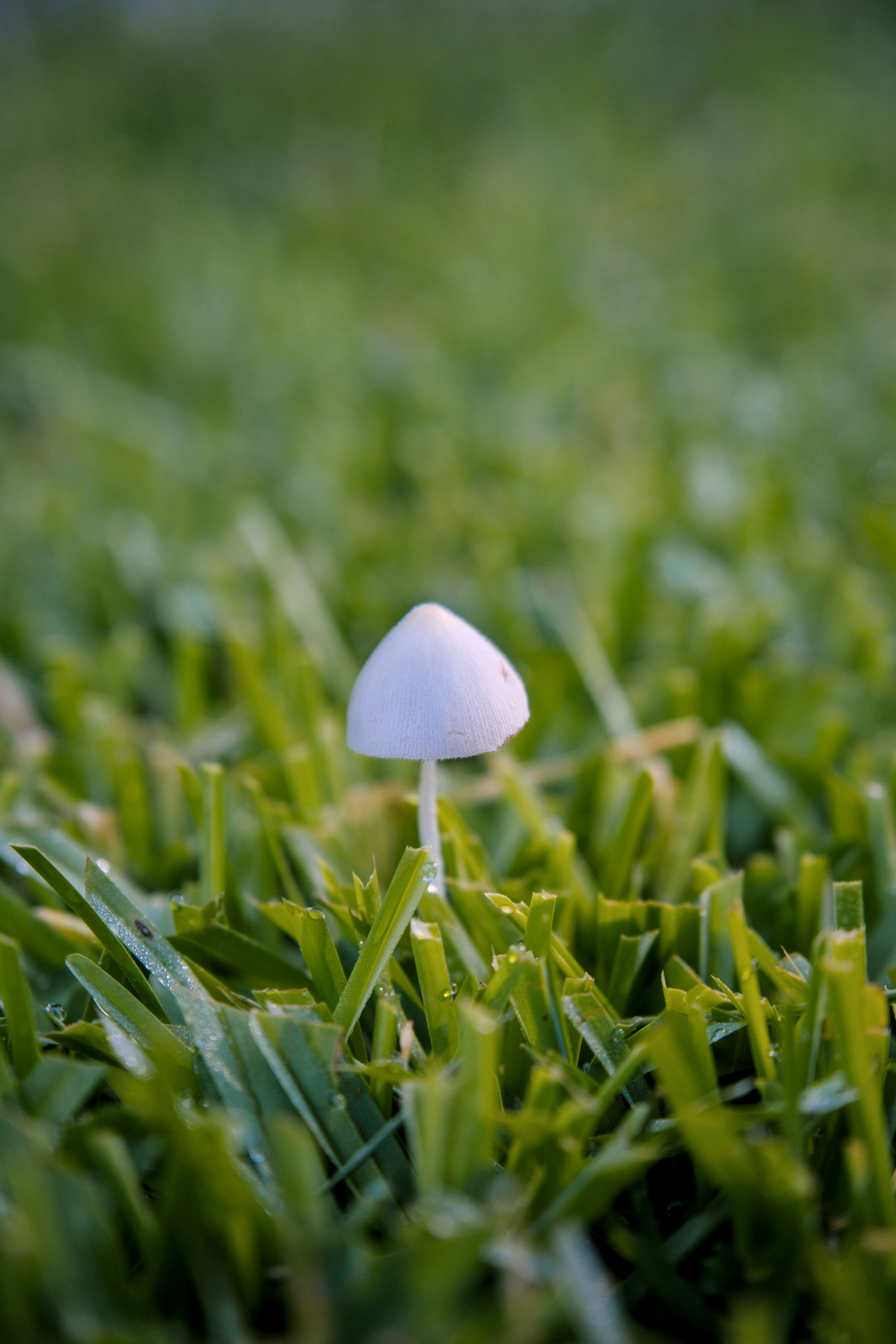 A lone white mushroom standing sentinel in a sea of emerald grass