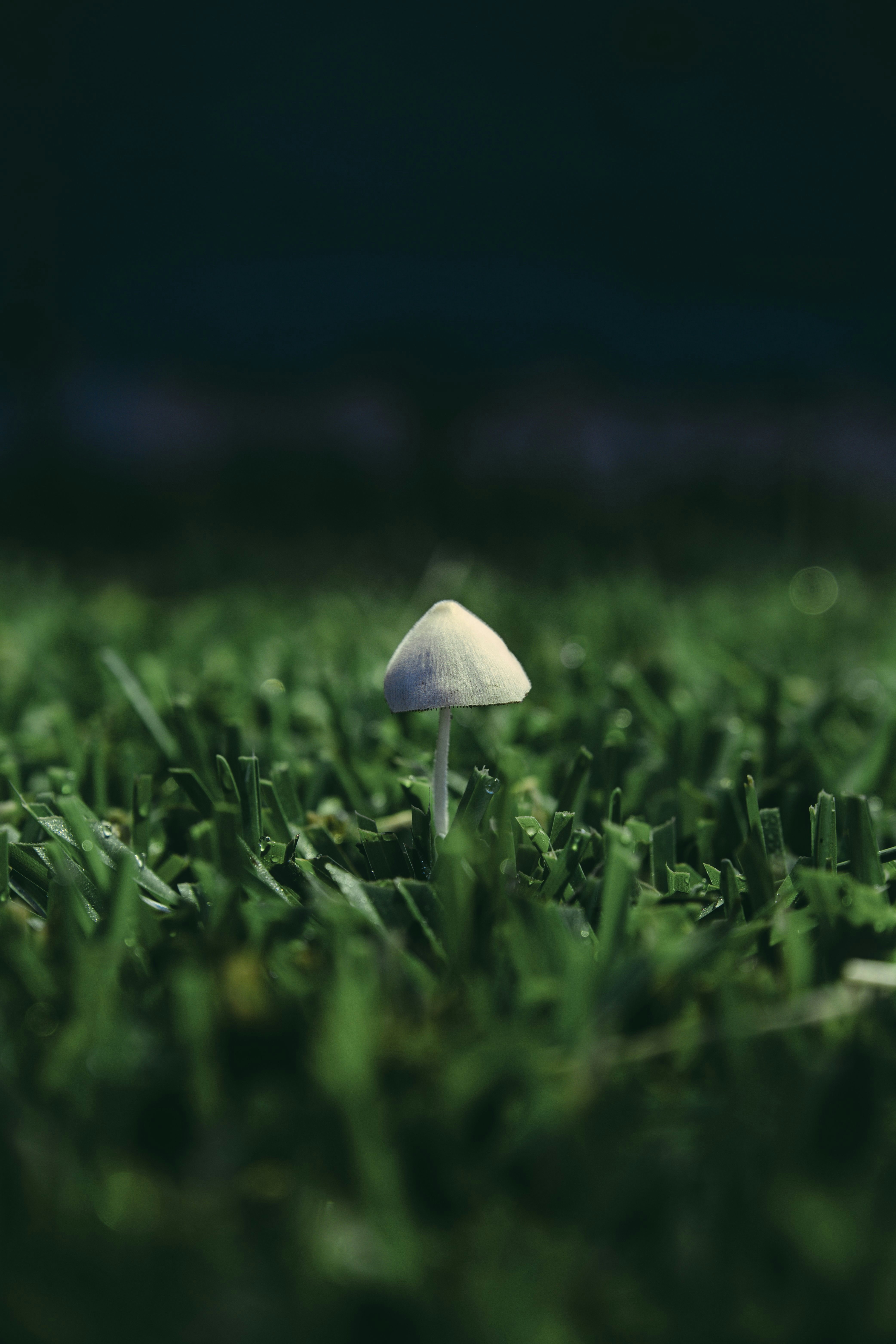 Small white mushroom in green lawn on dark background