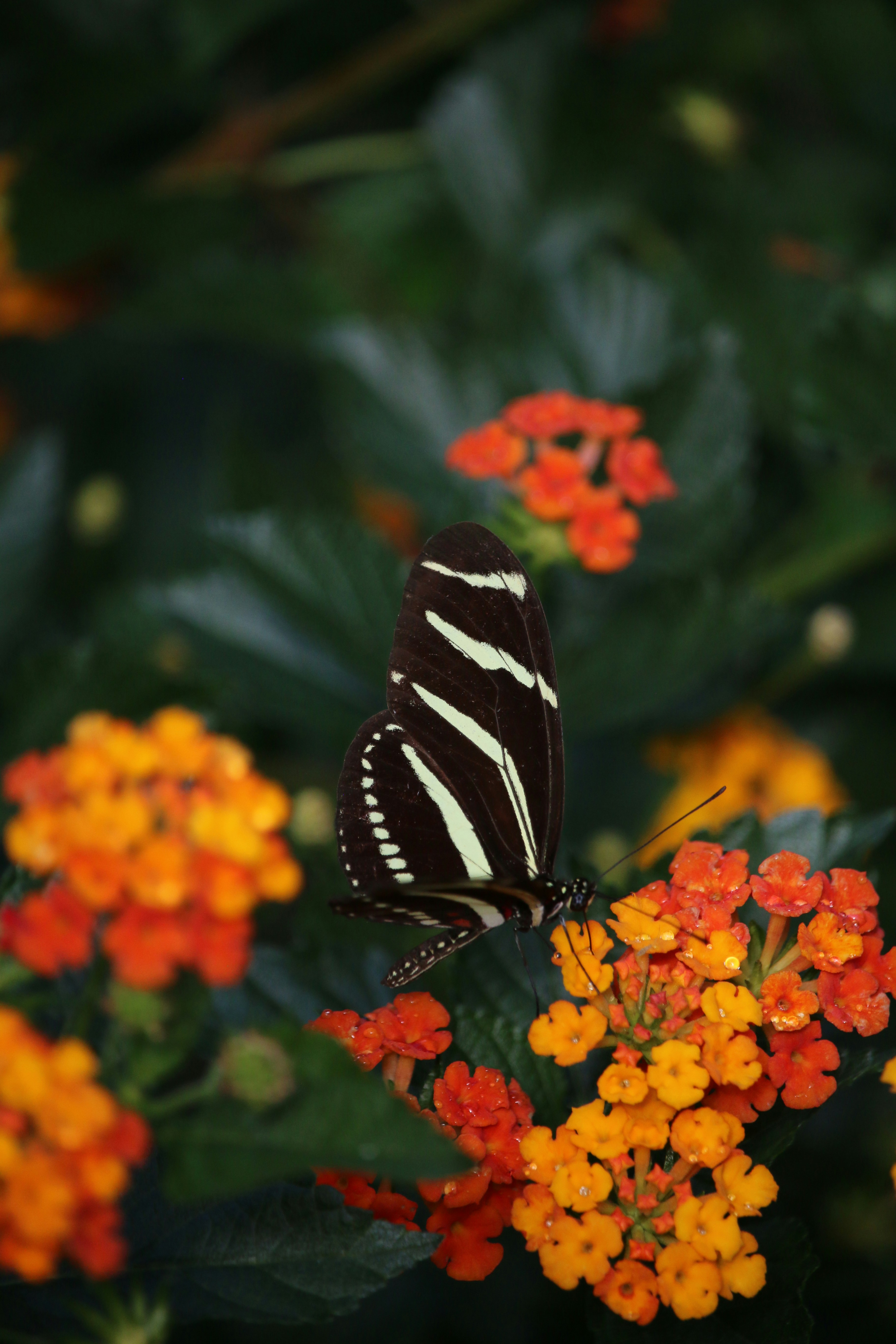 A striking butterfly rests on vibrant orange and yellow flowers amidst lush green foliage.