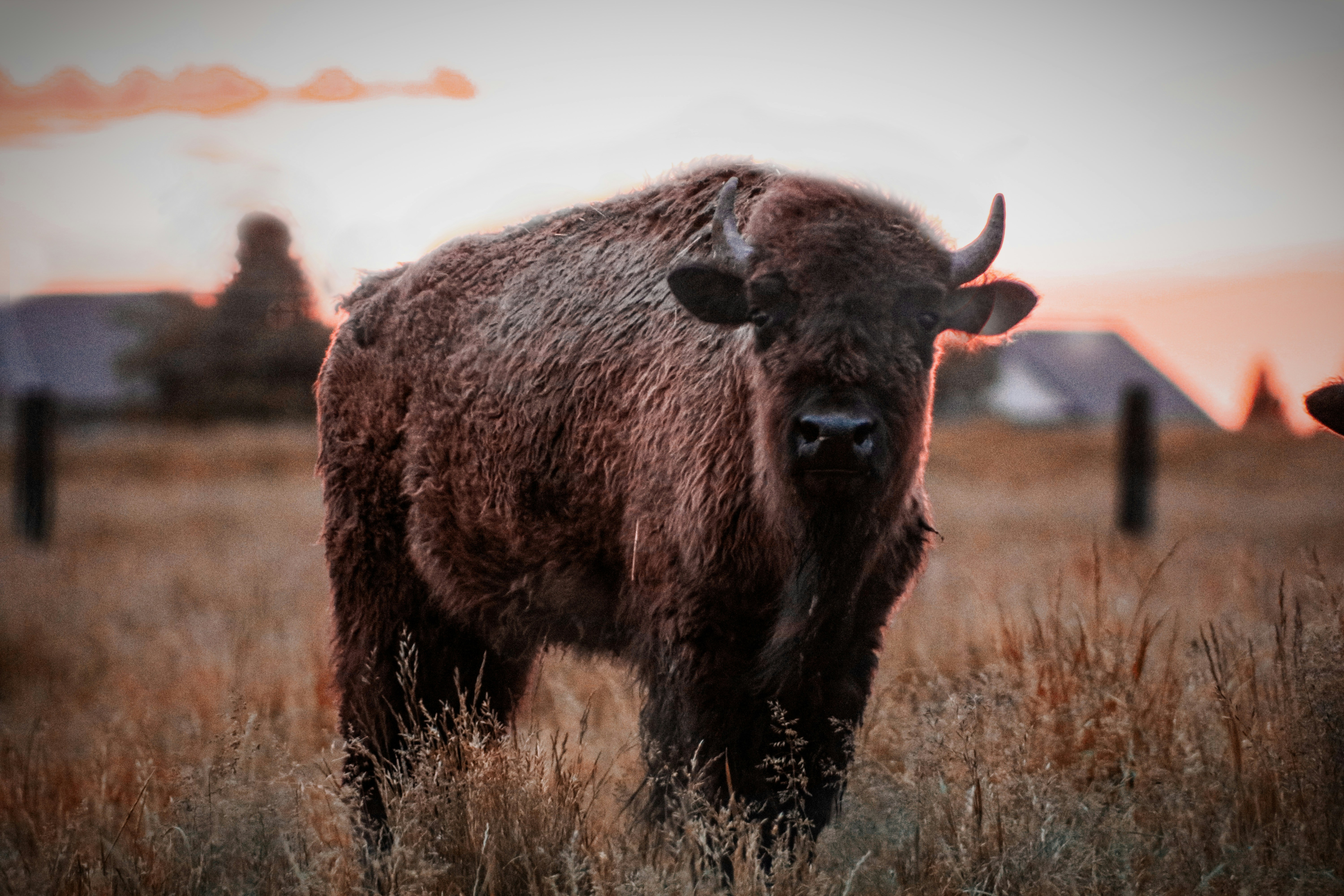 Foto Un gran animal marrón – Imagen Gris gratis en Unsplash
