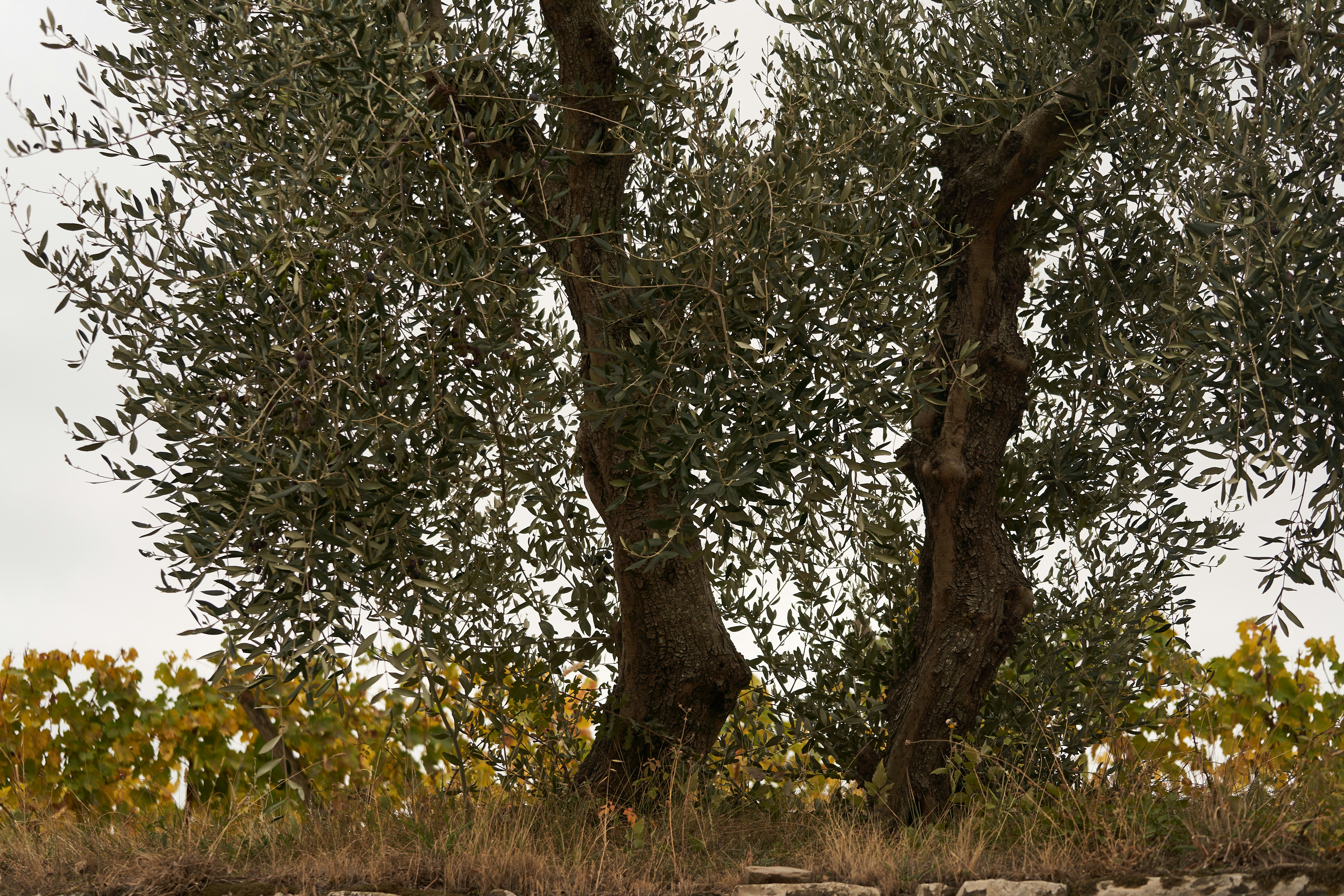 a group of trees in a field