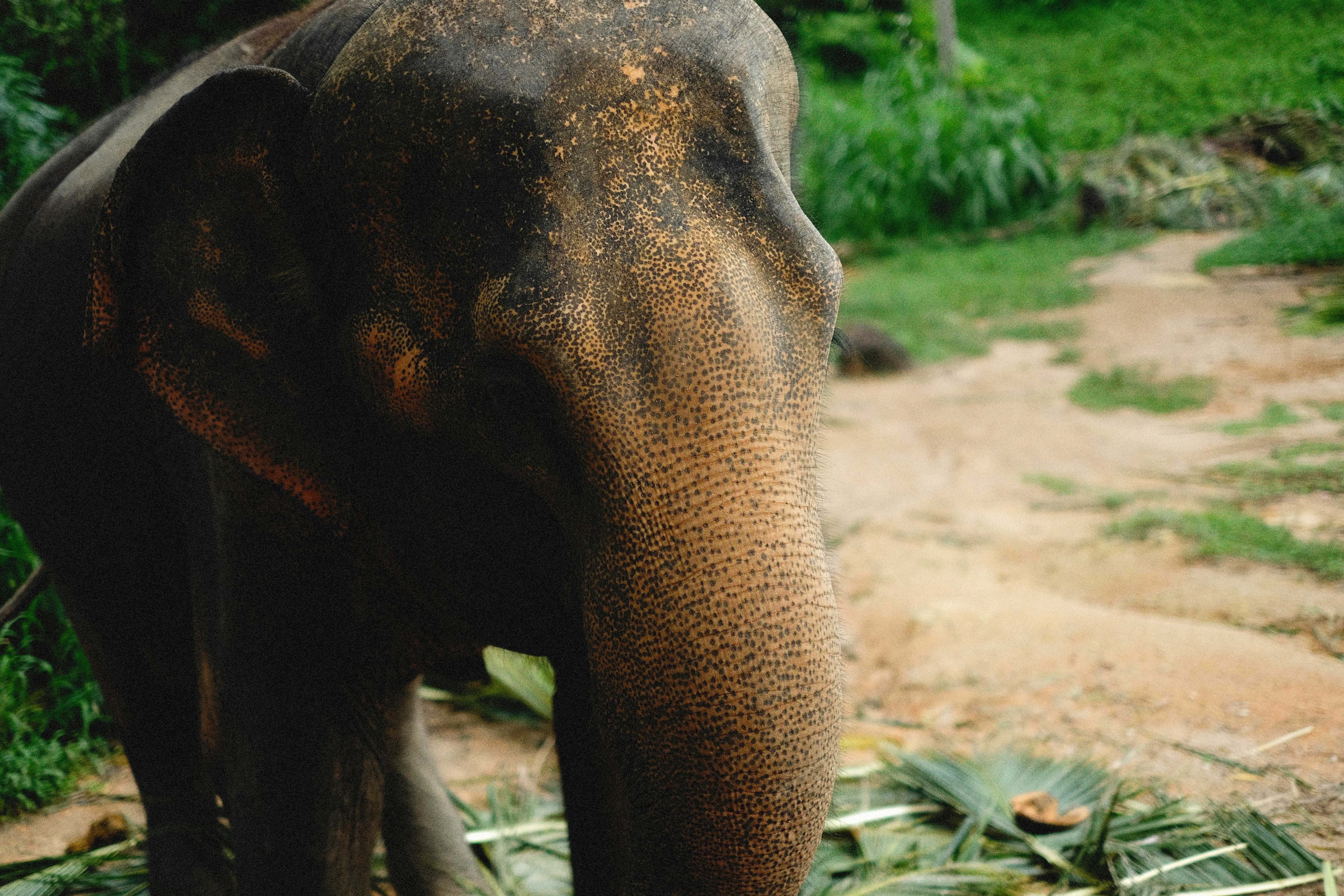 Close-up of an elephant showcasing its textured skin and expressive features in a lush, natural setting.