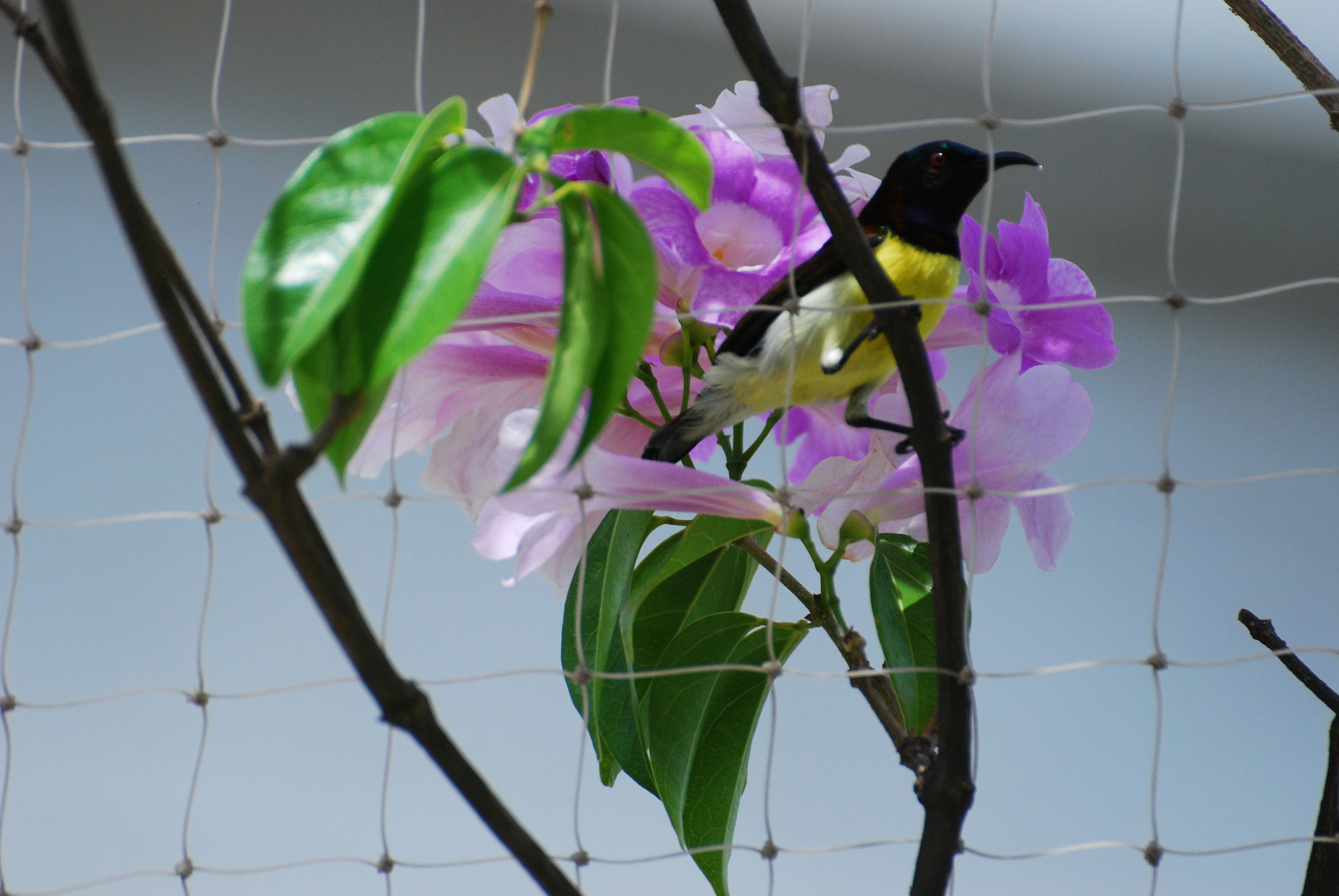 Wire-Framed Yellow-Breasted Visitor Amid Violet Bougainvillea