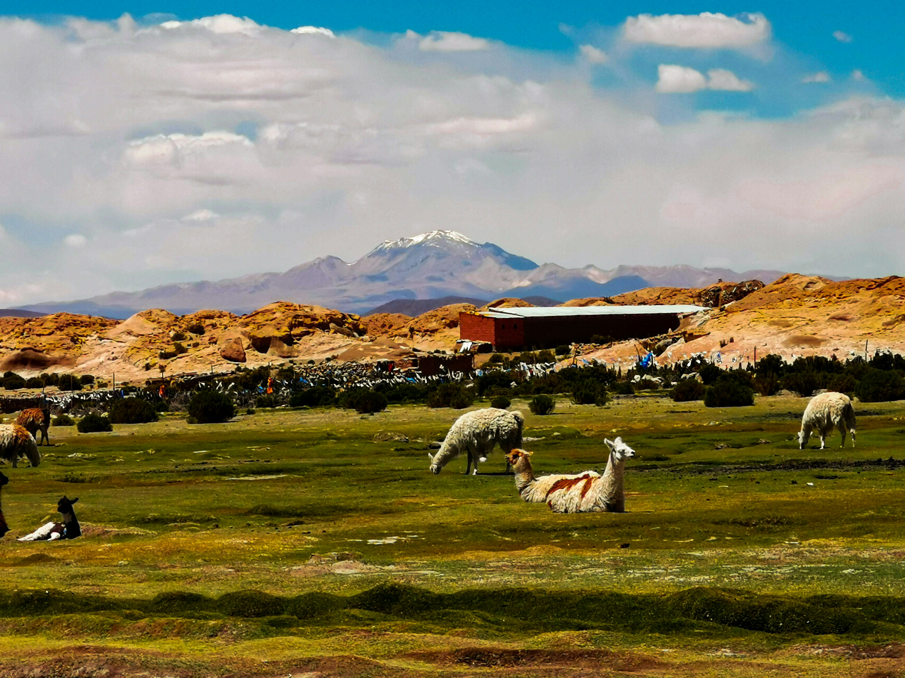 Grazing alpacas in a sunlit highland meadow with a distant snow-capped peak and a red barn on the horizon.