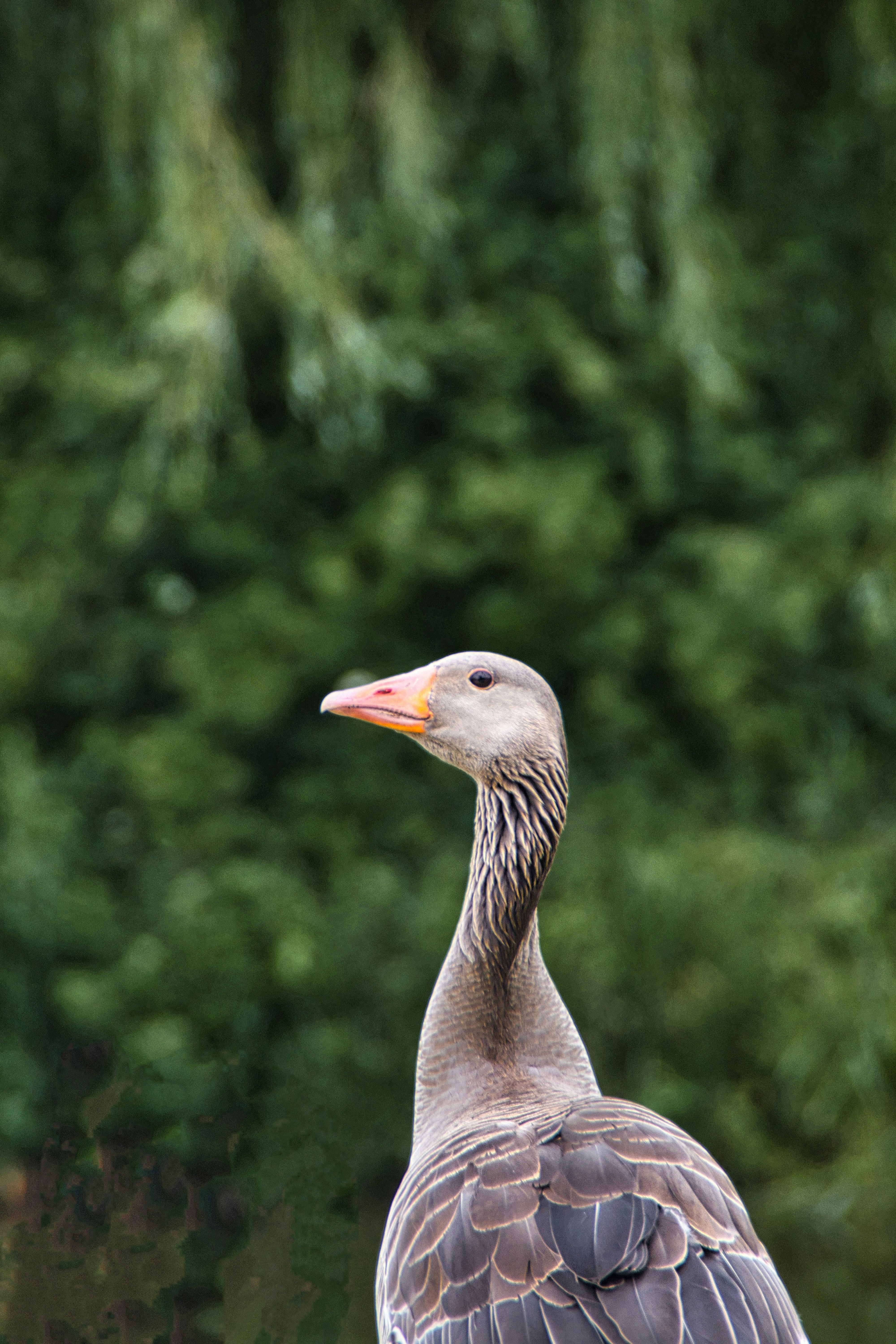 A grey goose stands proudly, its head turned slightly, showcasing its striking features against a lush green backdrop.