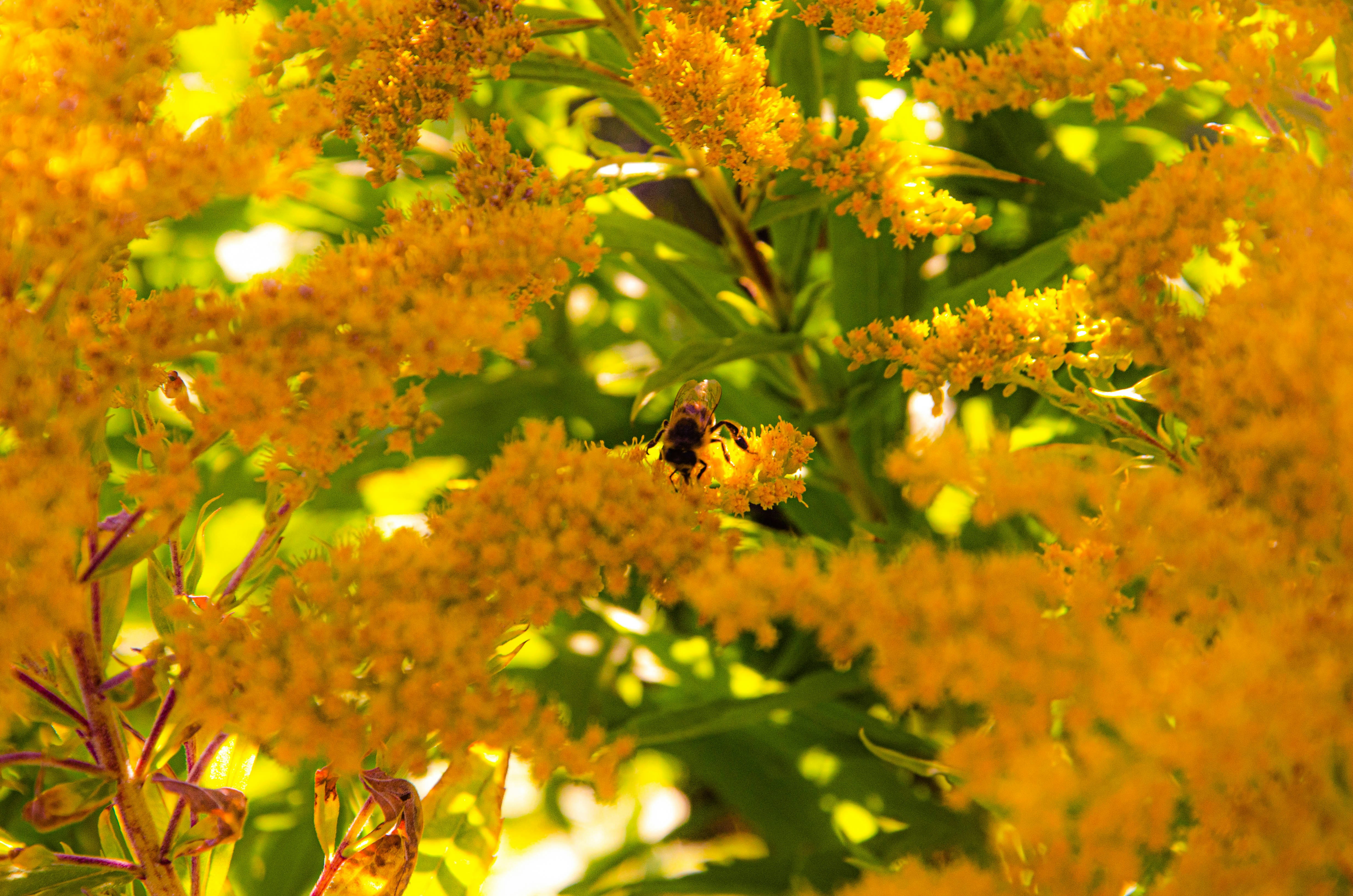 Bee foraging among vibrant yellow flowers, surrounded by lush green foliage.