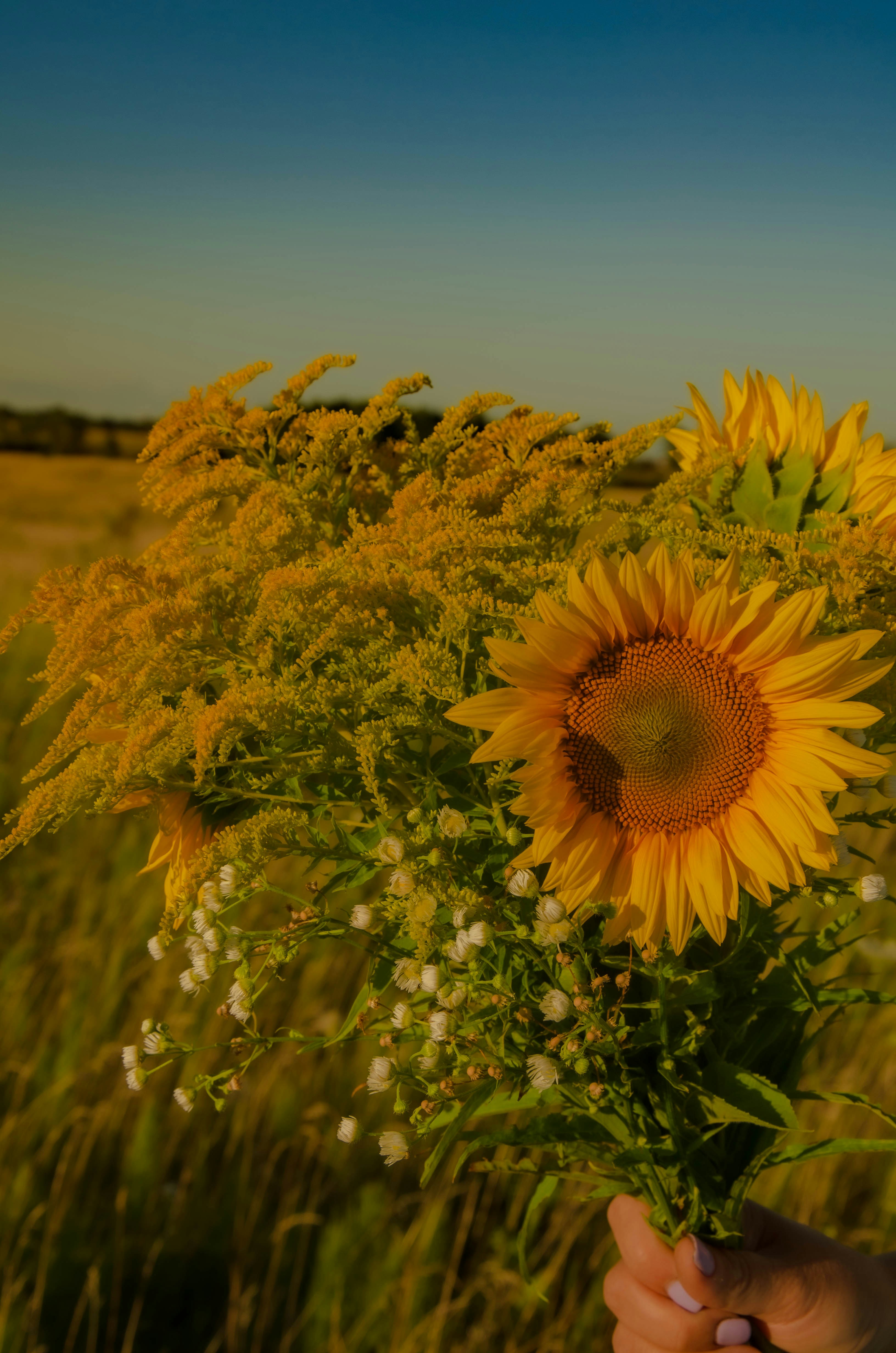 a hand holding a yellow flower in a field of flowers
