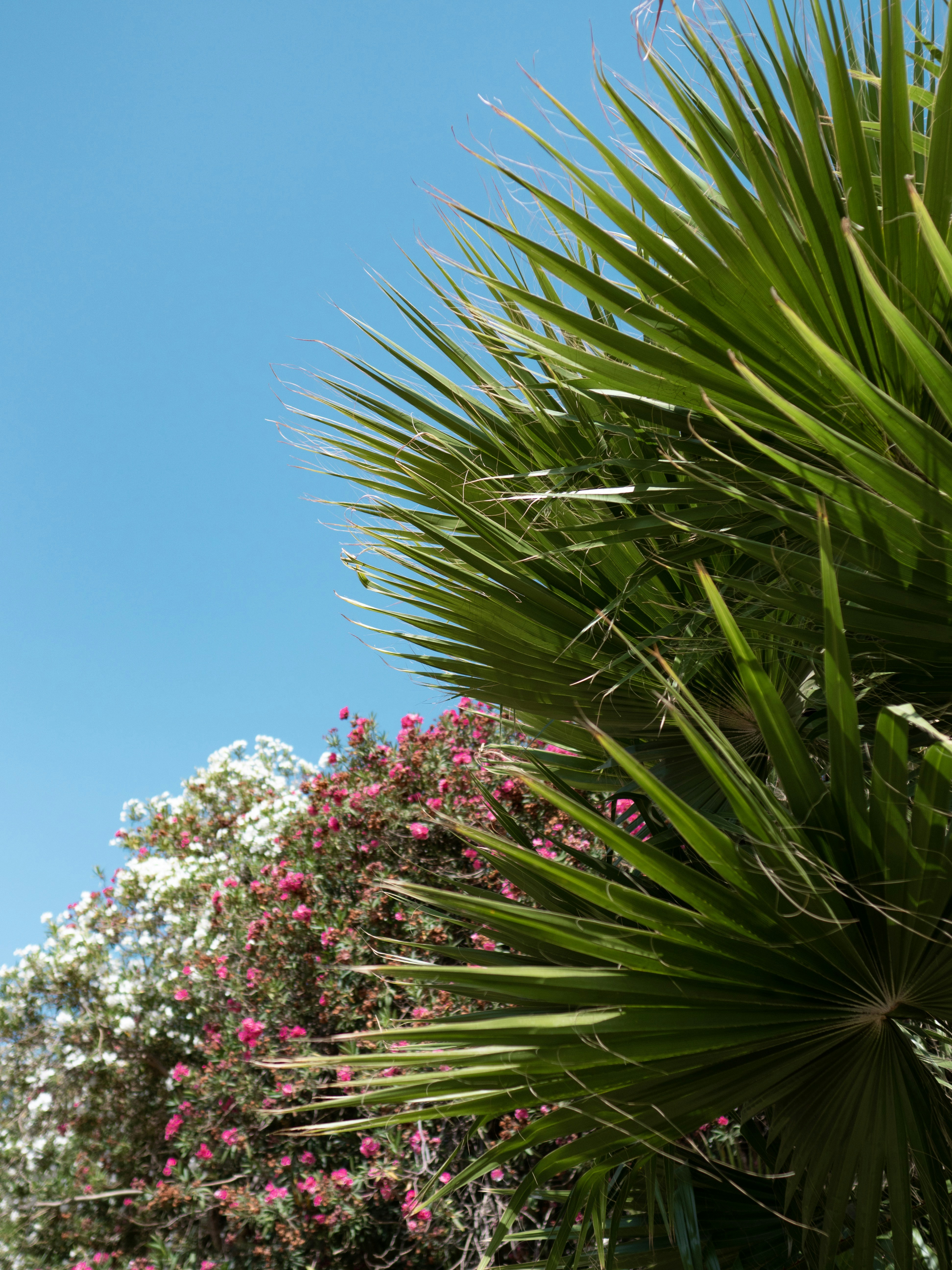 A plant with flowers and plants photo – Free Kos Image on Unsplash