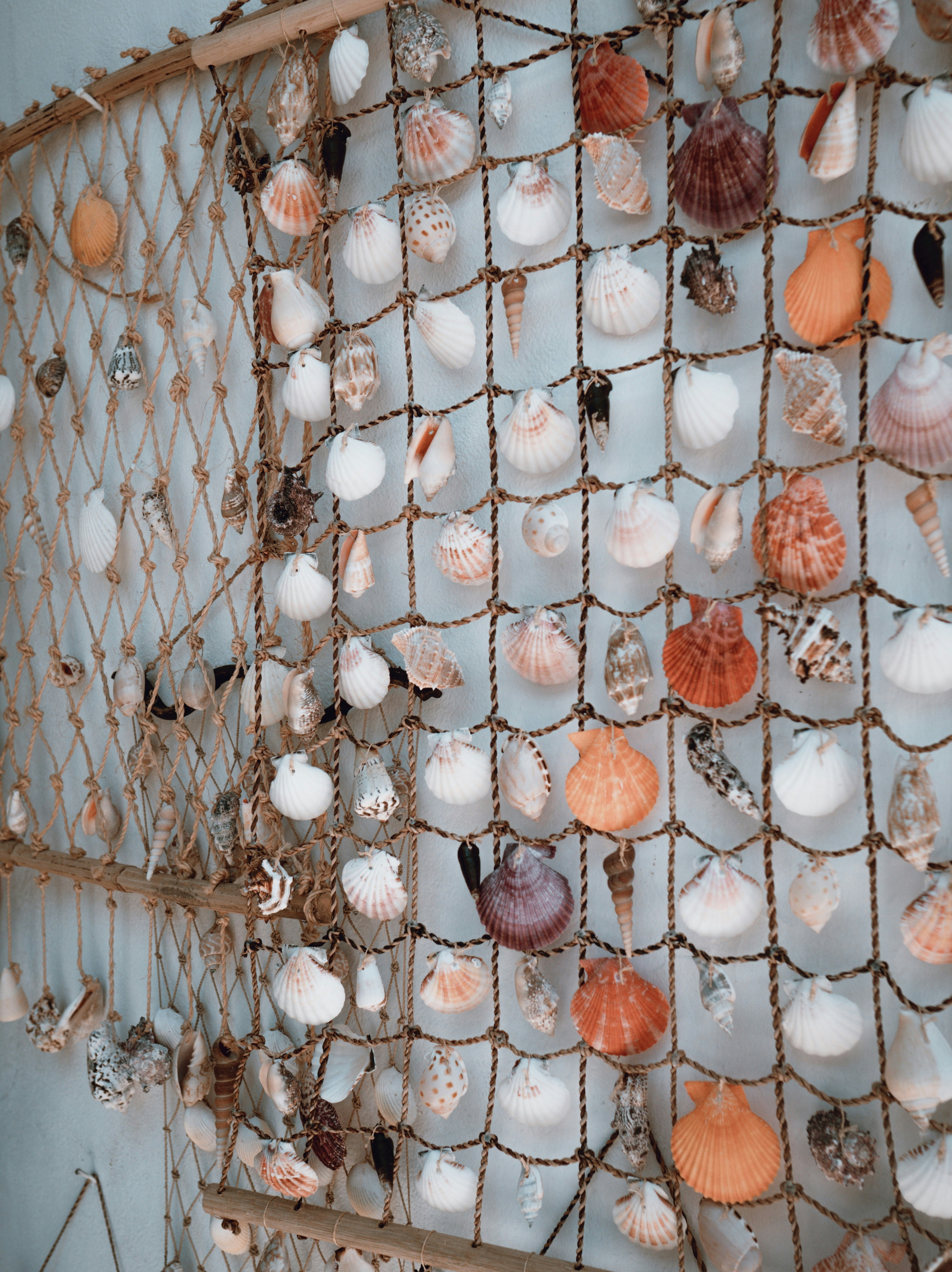 A tree with many small round objects on it photo – Free Kos Image on ...