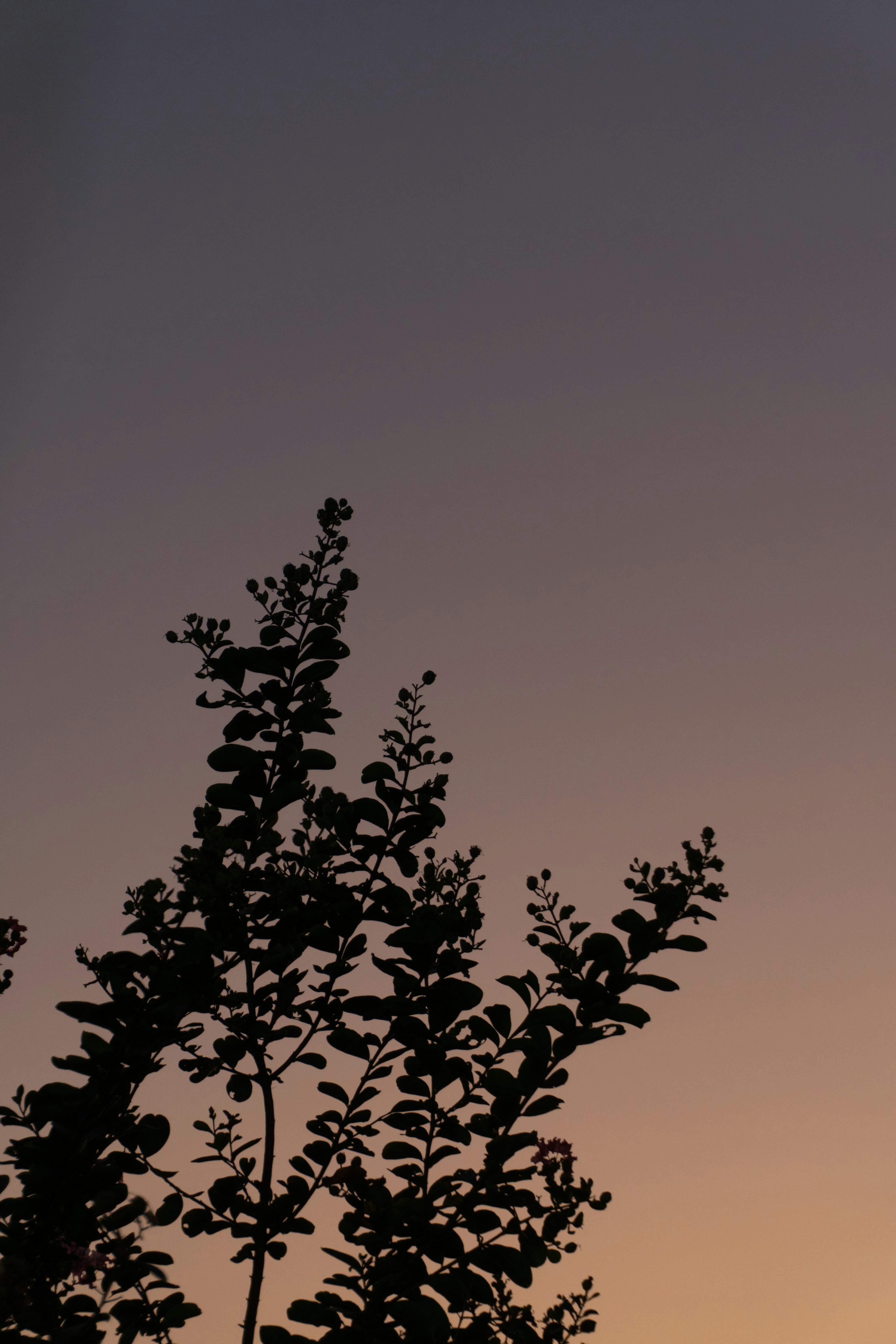 A flock of birds flying over a tree photo – Free Grey Image on Unsplash