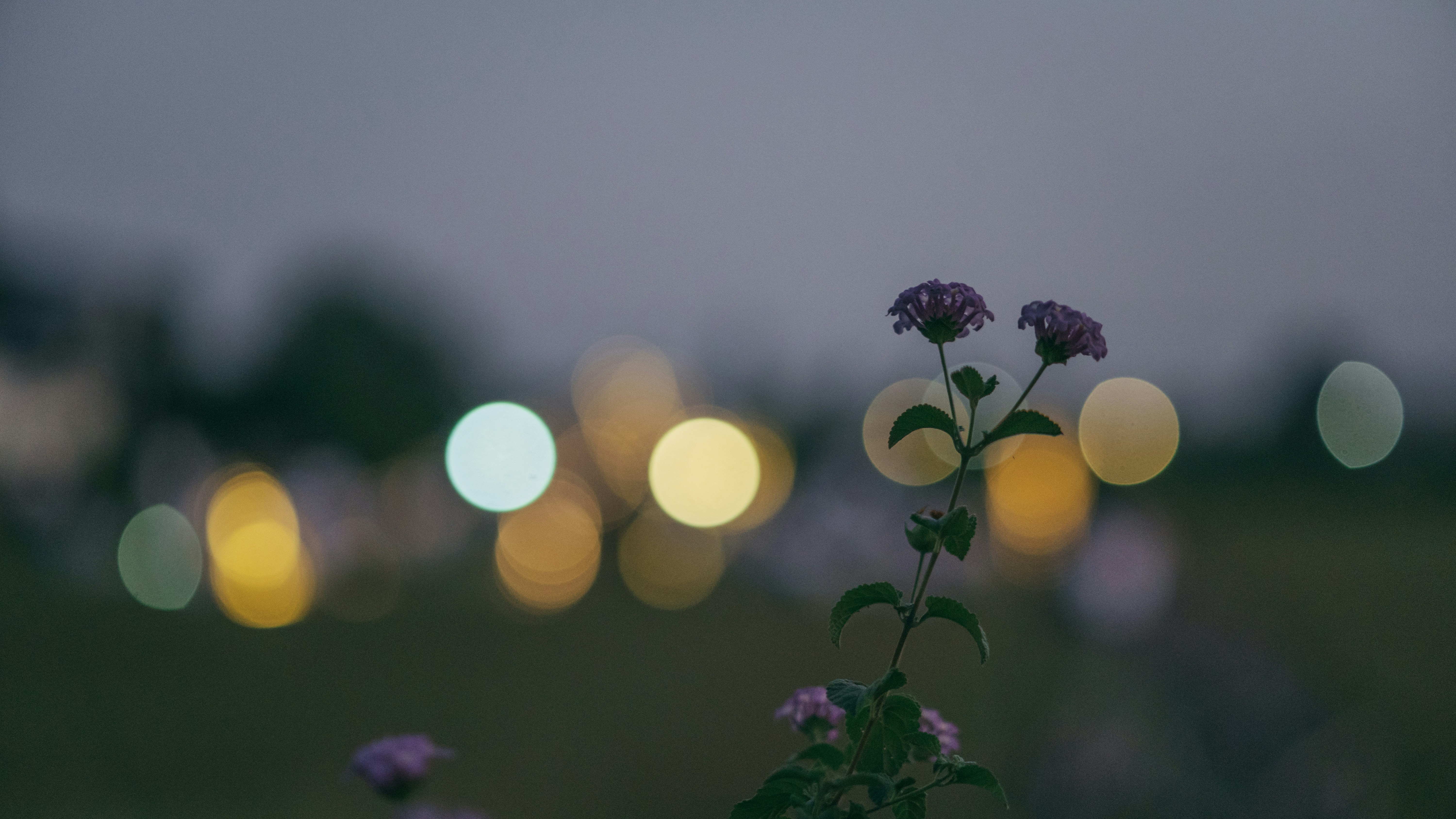 Delicate purple flowers stand in the foreground, softly blurred against a backdrop of shimmering, out-of-focus lights in the evening twilight.