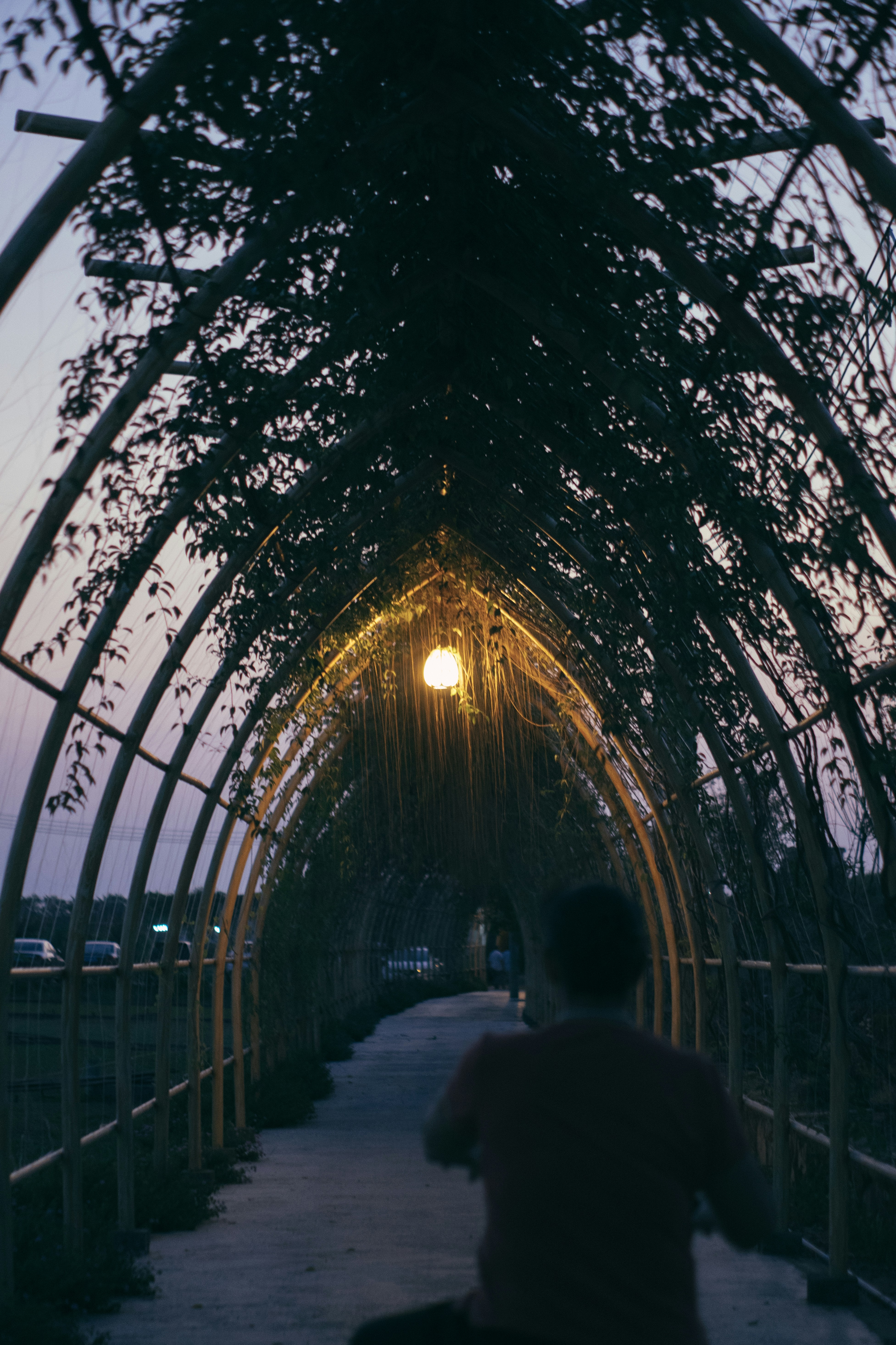 Lantern at the End: A Leaf-arched Passage