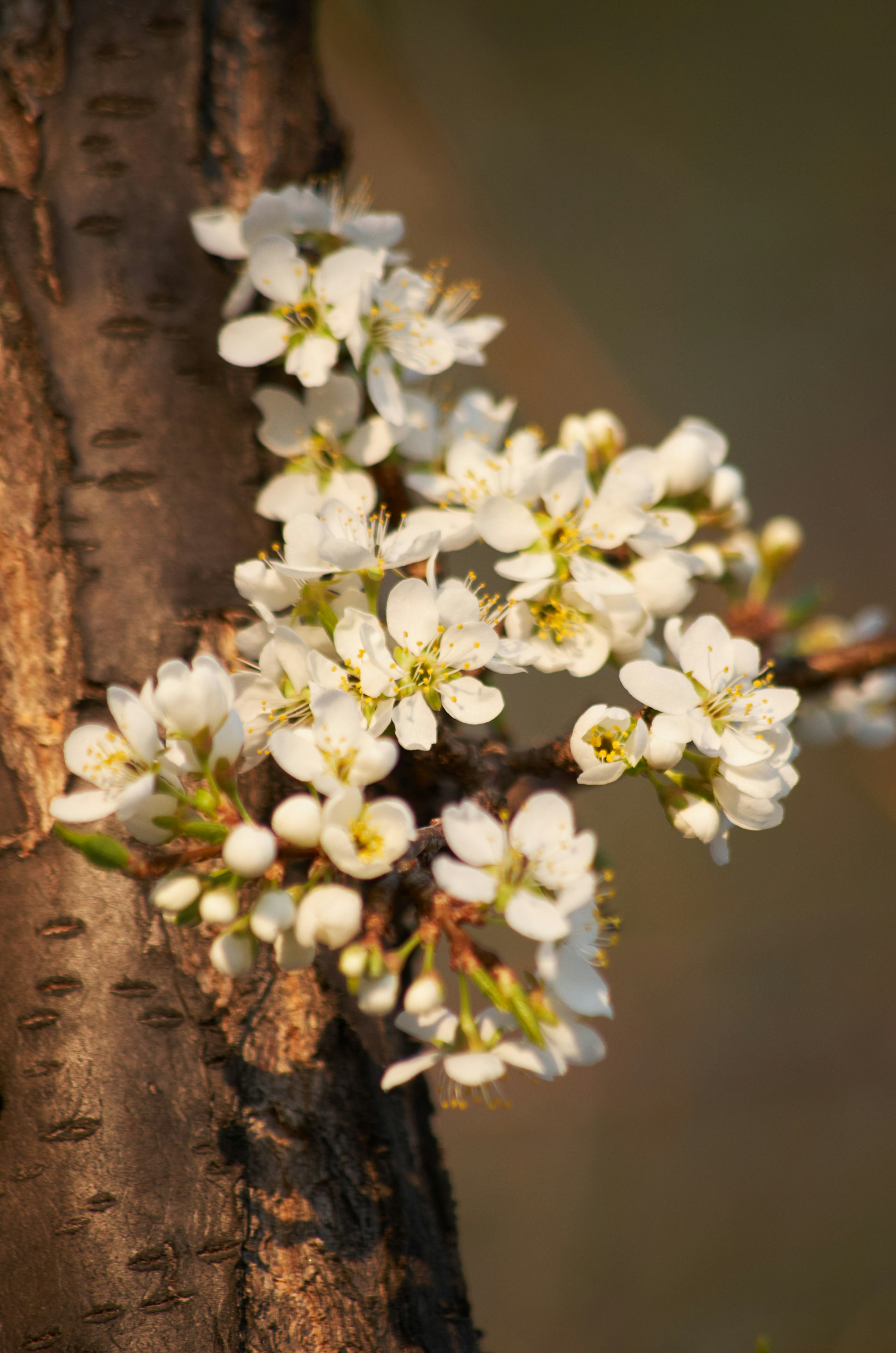 Sergei Primochenko (@chromepinko) | Unsplash Photo Community