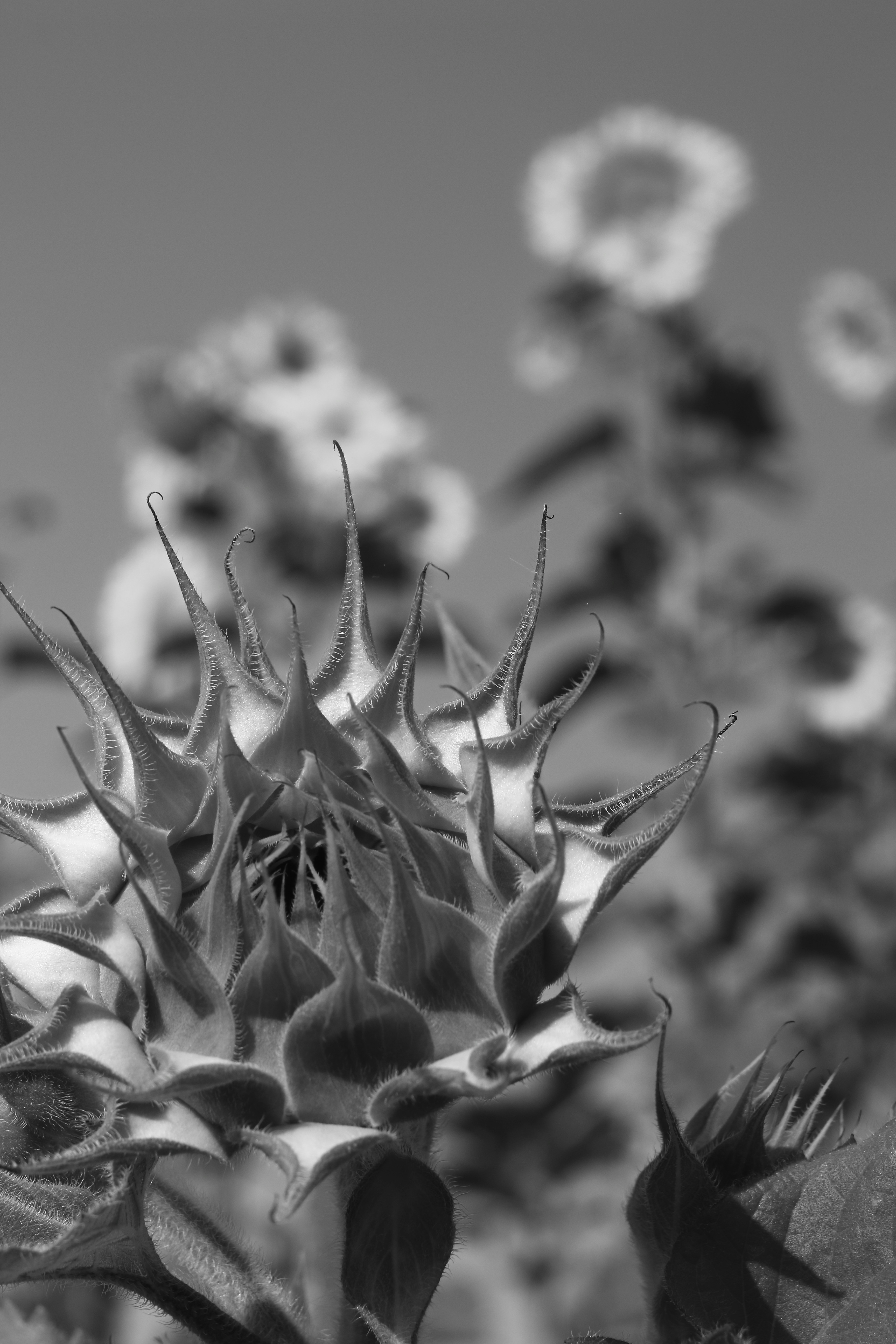 Monochrome Macro: The Crowned Artichoke Bud in Focus